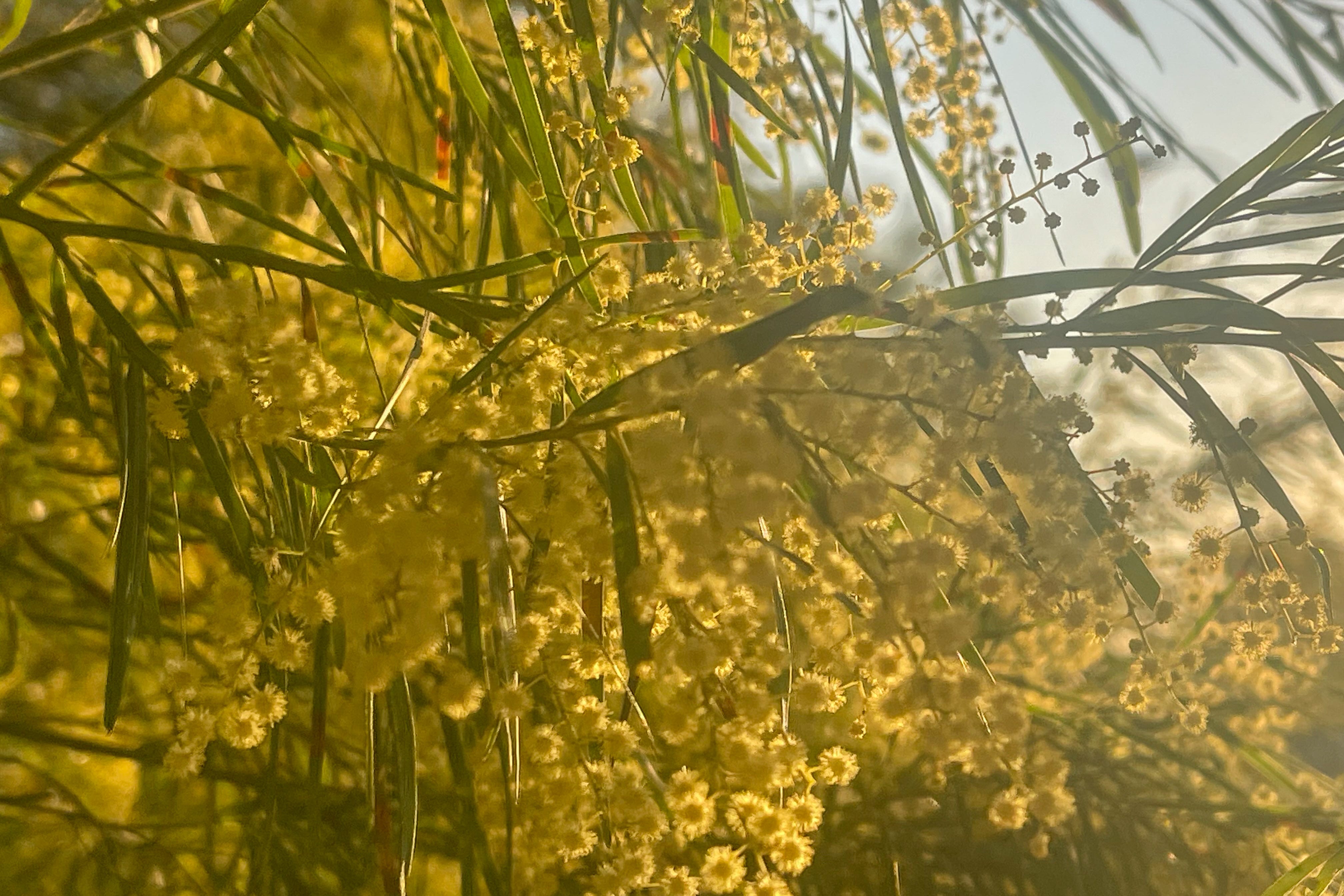 Media vita in morte sumus - by Matthew Moffitt