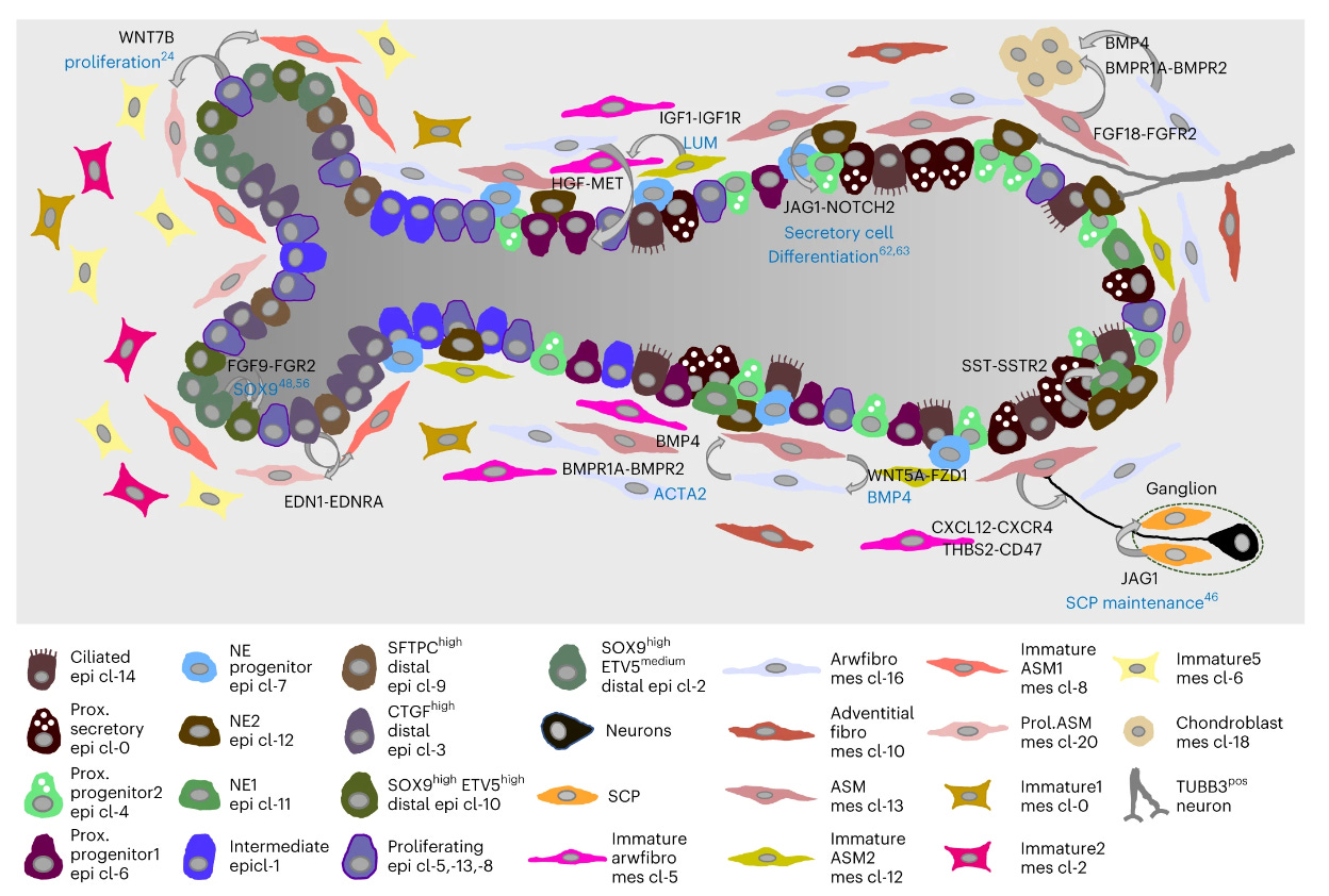 Peering through the tissues #2 - by Sri Harsha