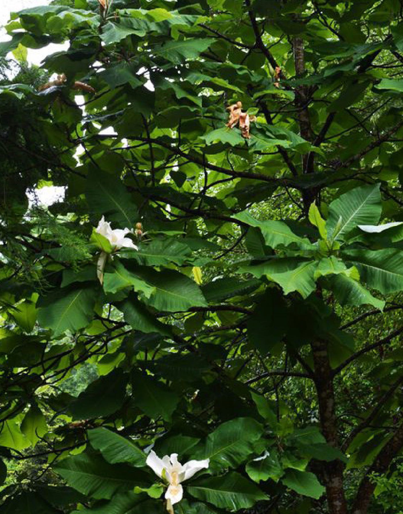 Tree of the Week Special Feature: Weather, Climate & the Mystery of the ...