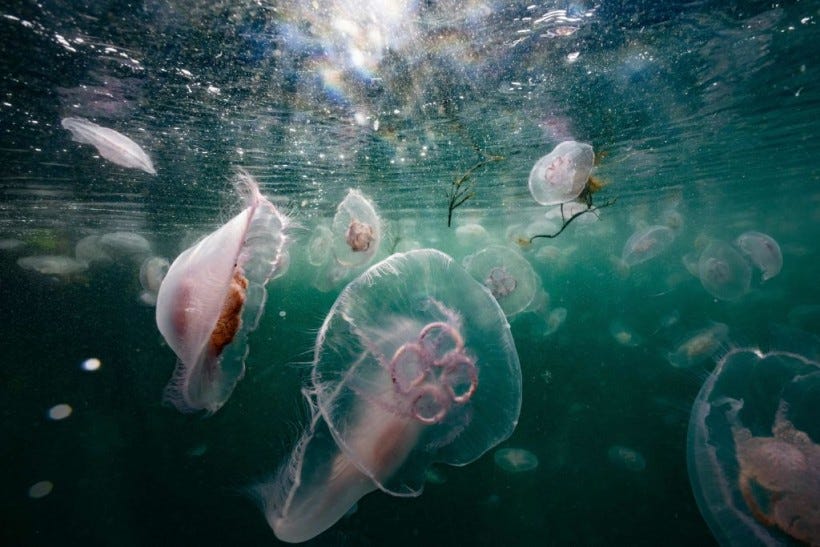 The jellyfish are coming - by Andrew Kurjata