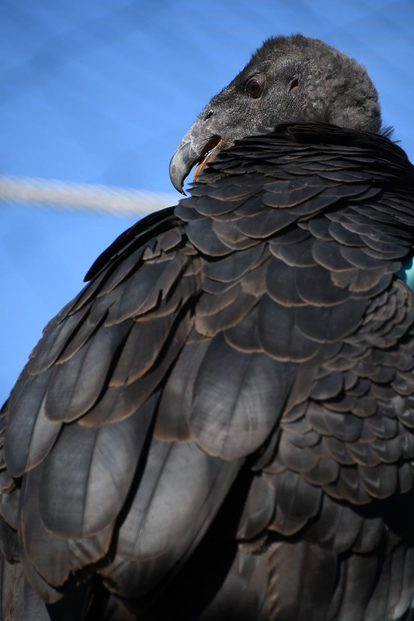 Five more condors fly over Northern California, thanks to a persistent ...