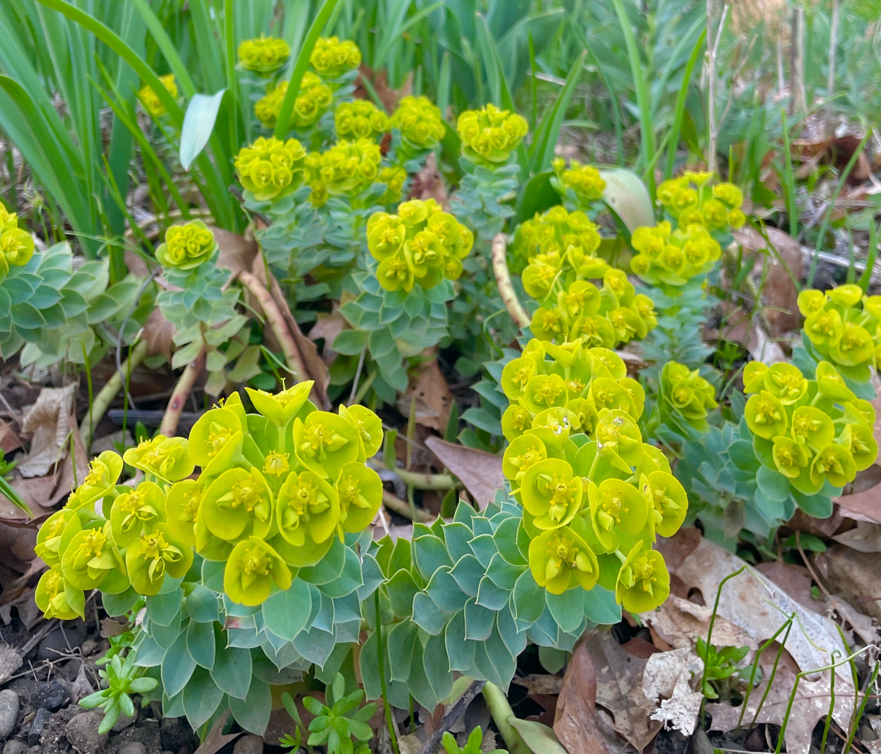 Euphorbia Euphoria - Julie Witmer Gardens Newsletter