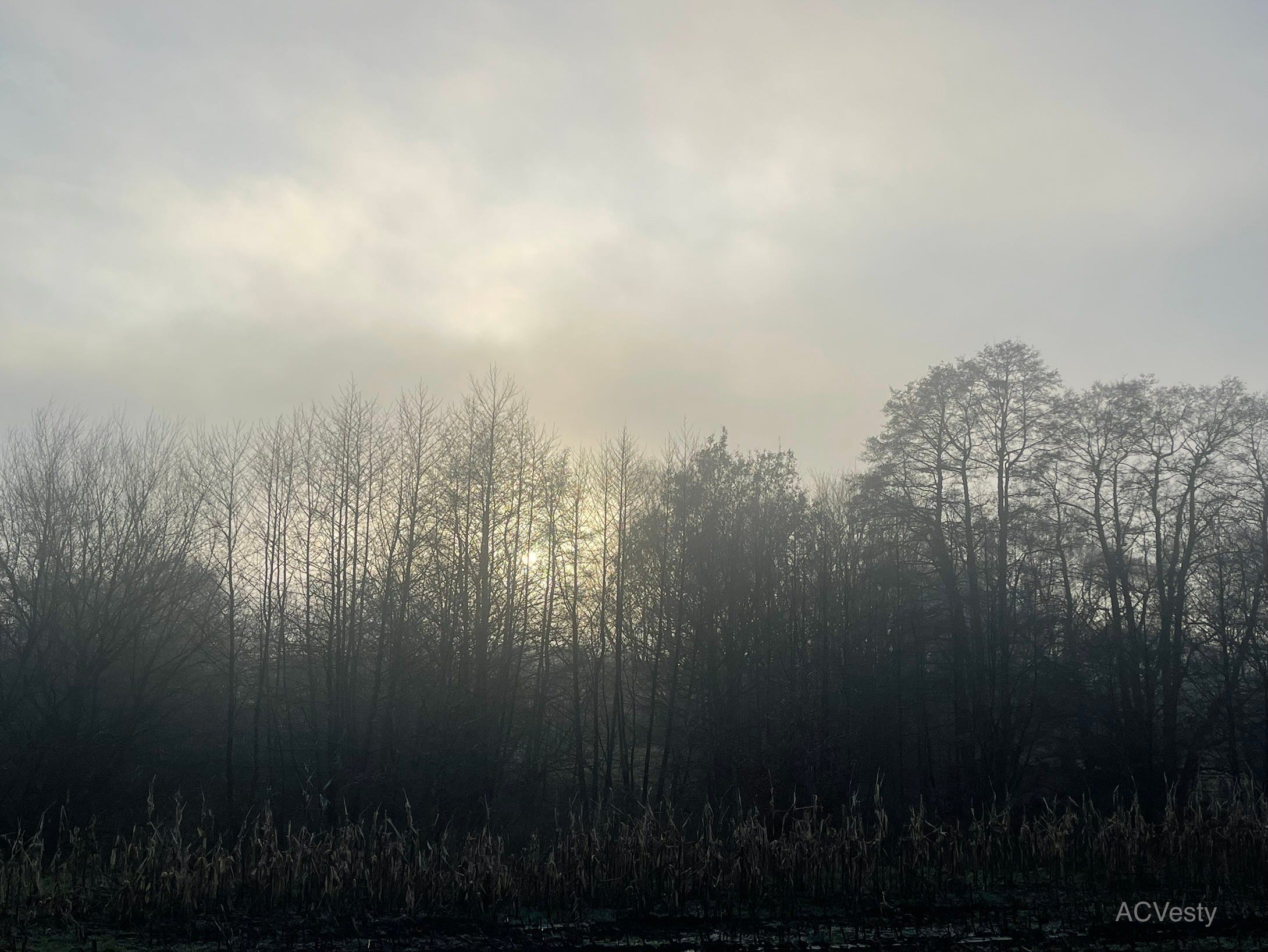 The Shining One. - by Amanda Claire Vesty - Forest Heart