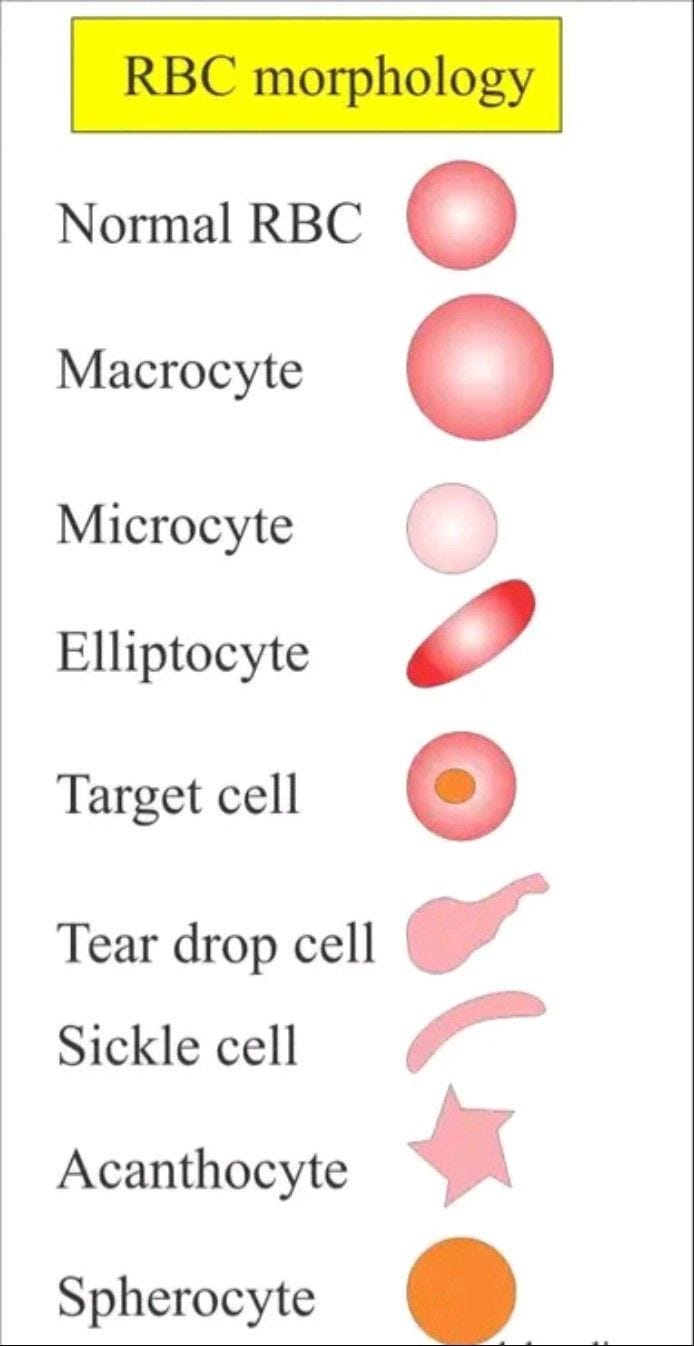 Red blood morphology 🔬 - by Bunane Sweke