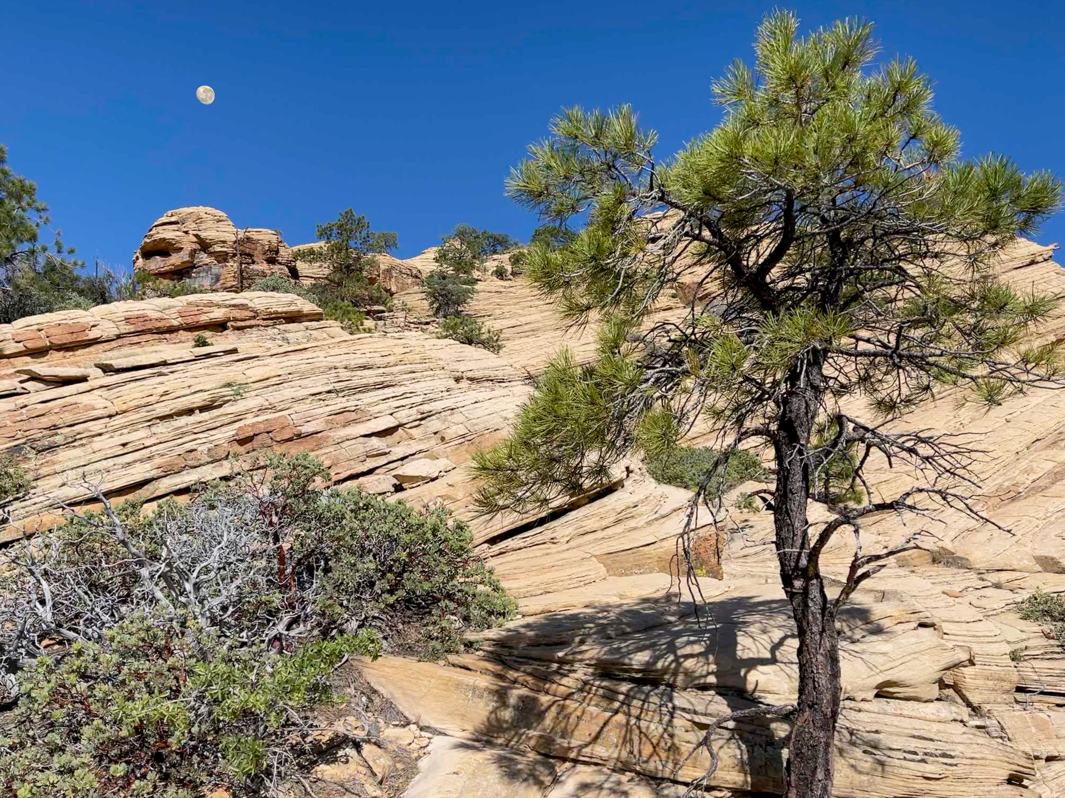 Trees After Dark - The Trees Telling Stories Substack