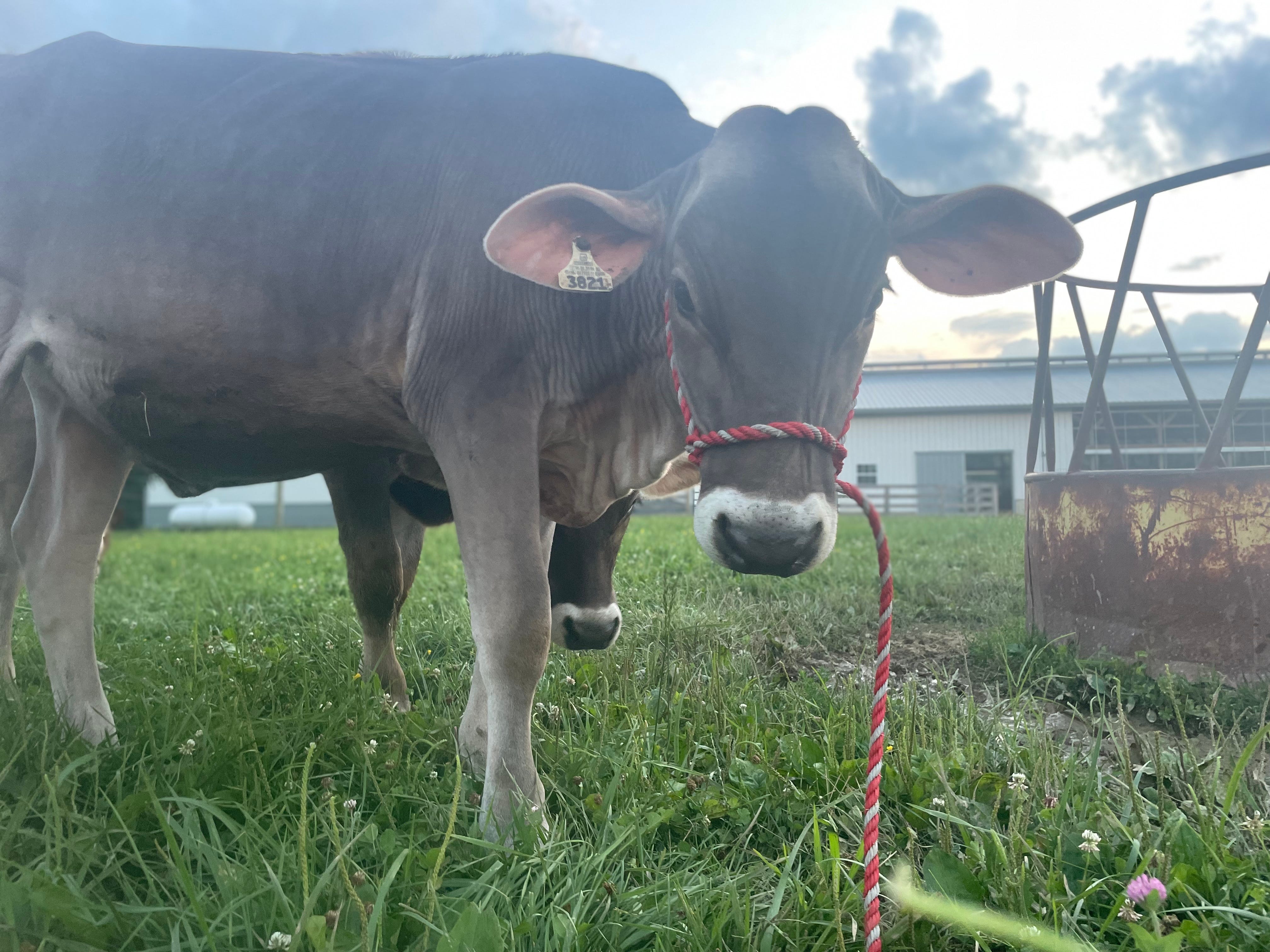 Cow Chip Bingo 2023 - by M.M. Van Winkle