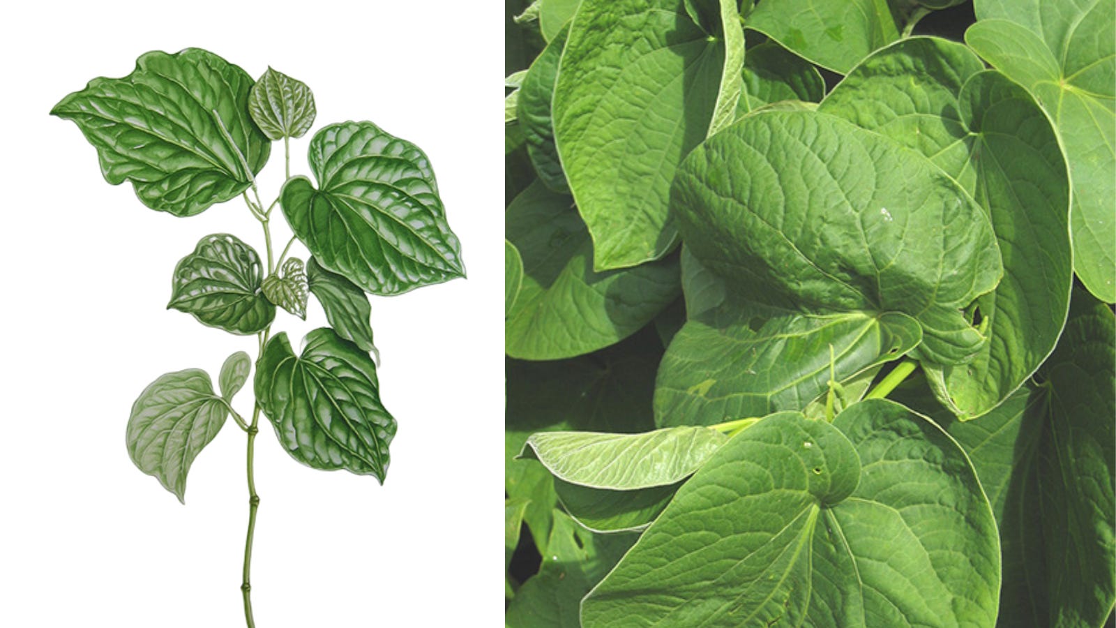 Kava: How to wind down without alcohol - by Cassandra Quave