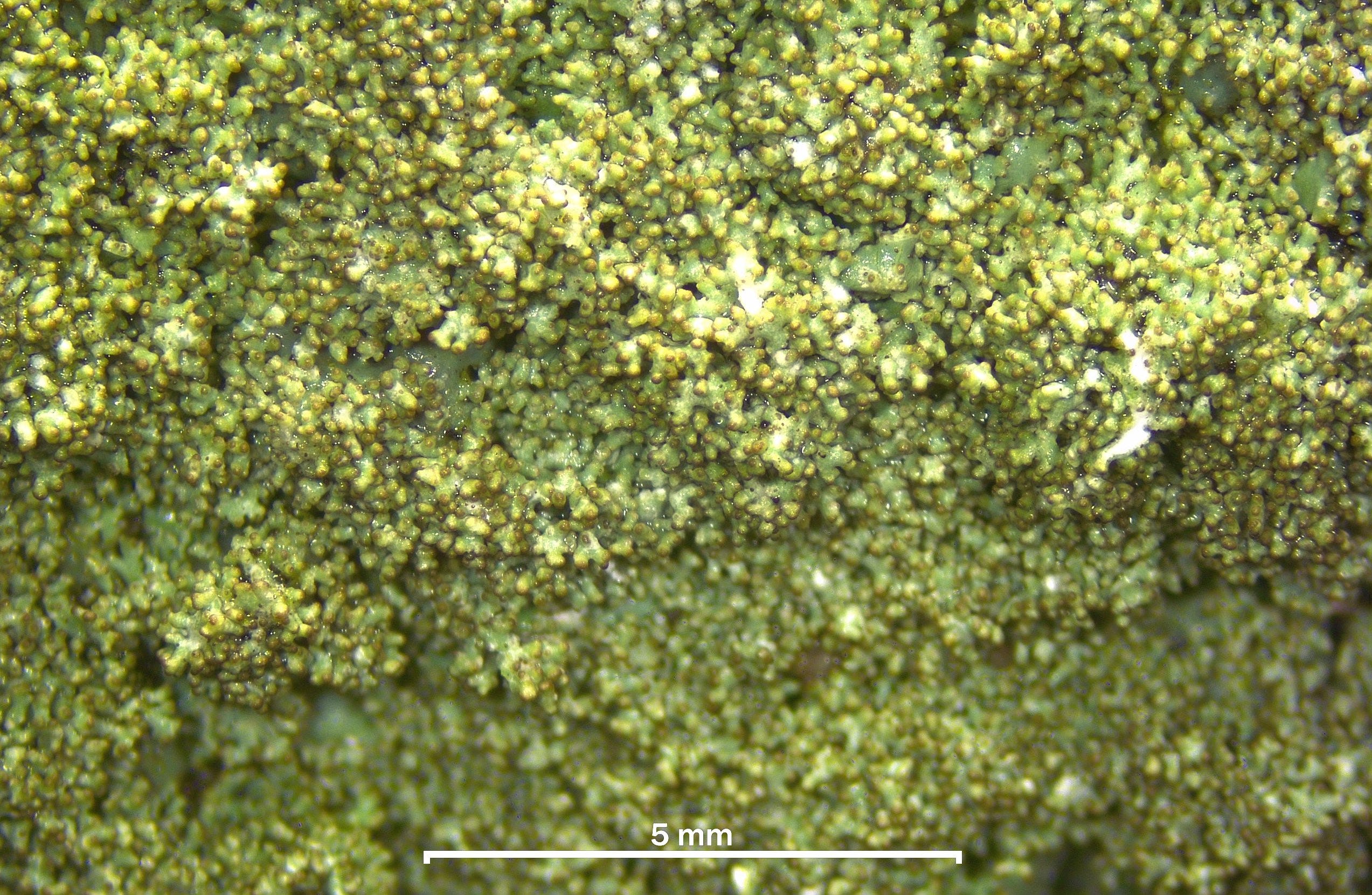 Speckled Shield Lichen - by Diane Porter - My Gaia