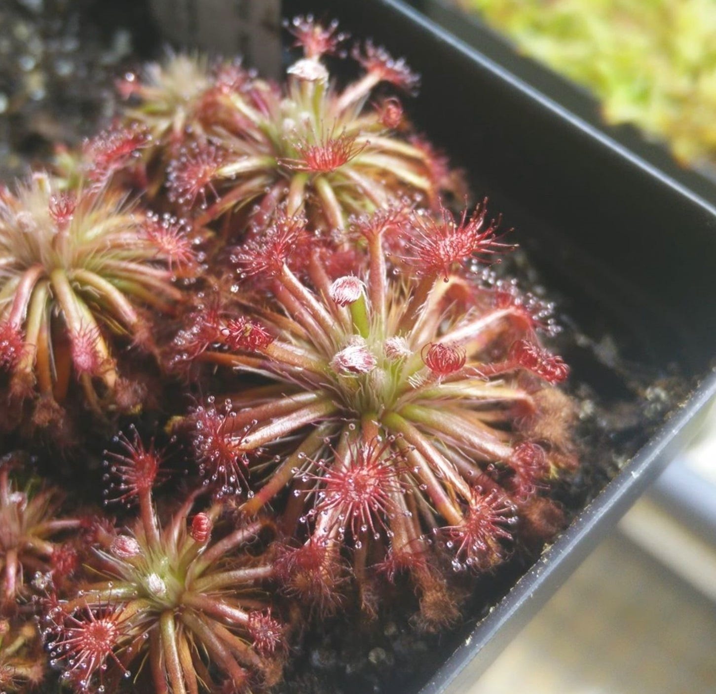 SPECIES PROFILE: DROSERA SOLARIS - by Dan DiPietro