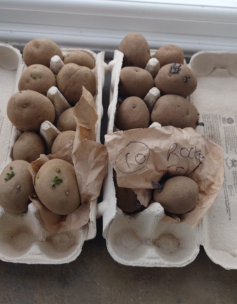 Do you pre-spout your seed potatoes? - by Sally Morgan