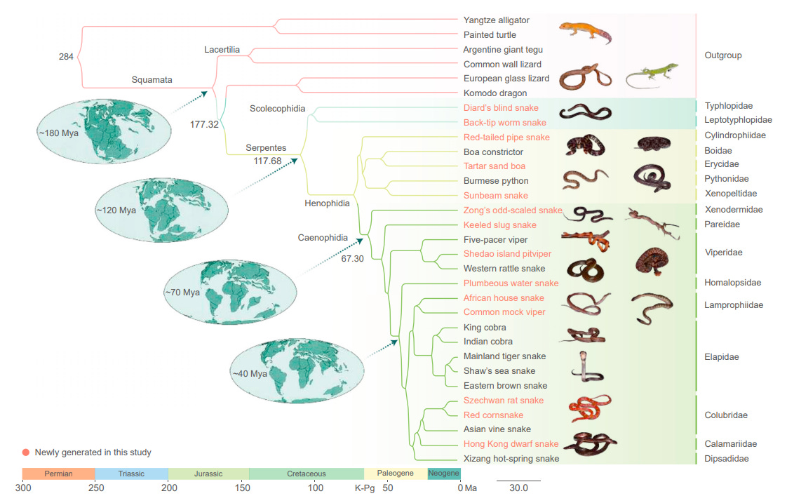 Did Snakes Once Have Feet? How Did They Lose Them?
