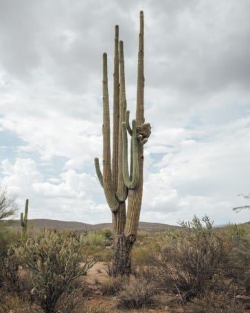 Exceptional Saguaros - by Jan Spell