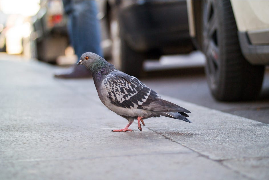 Pigeonholed - The Lanius Shrubstack