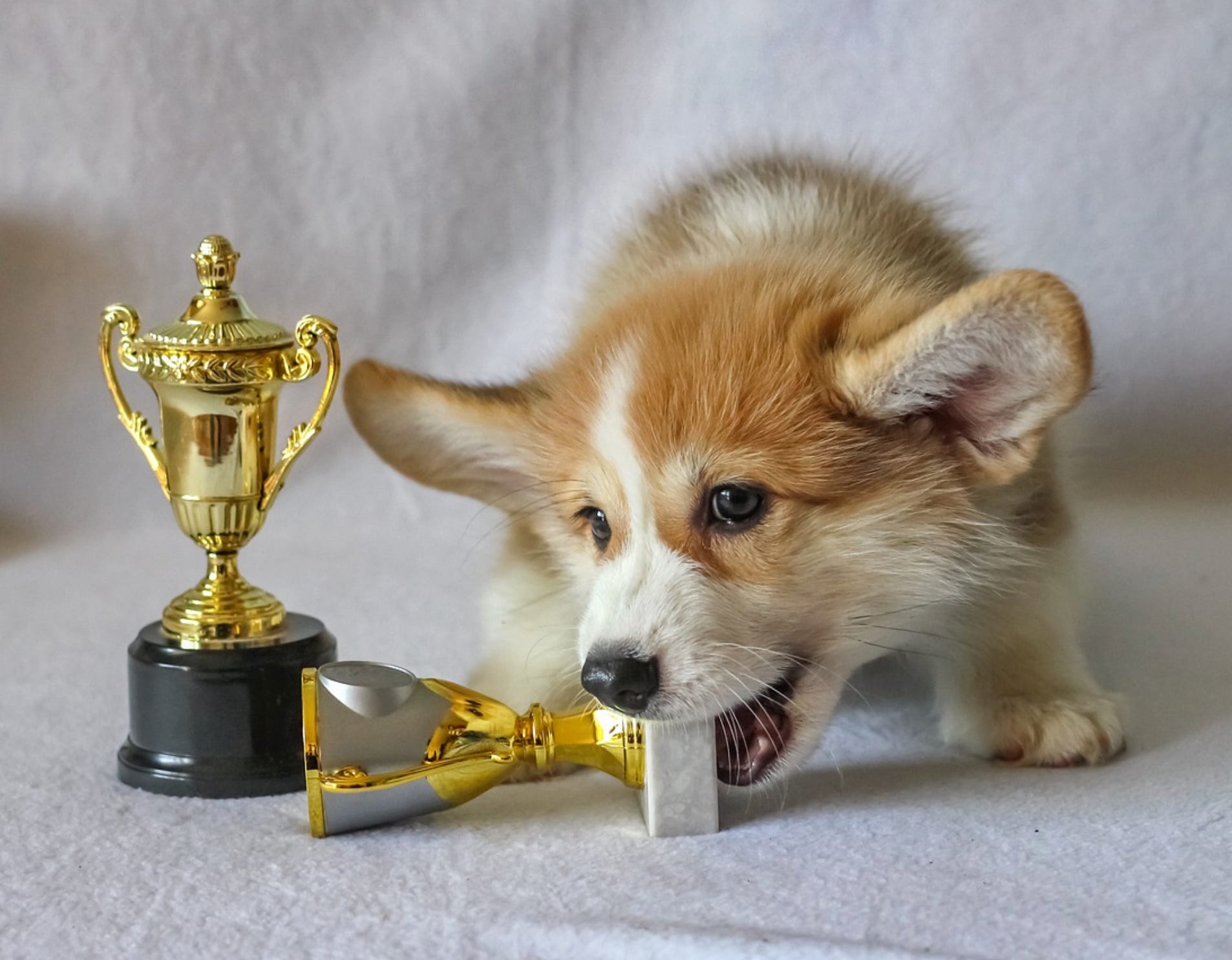 The Magic of Starting Small - by Derek Pharr - Chief Rabbit