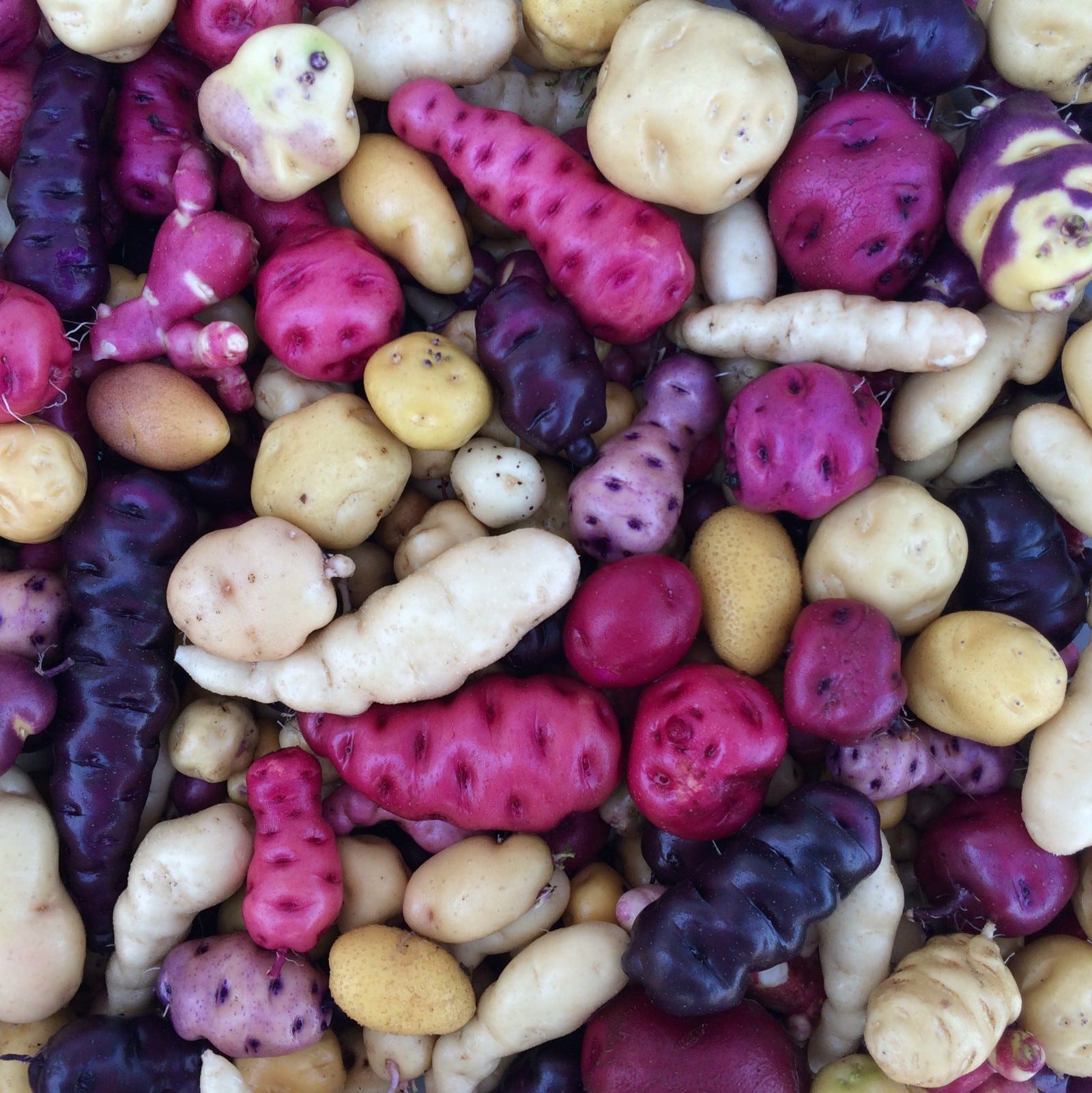 4 Really Cool Plants To Grow This Summer - by TheLastFarm