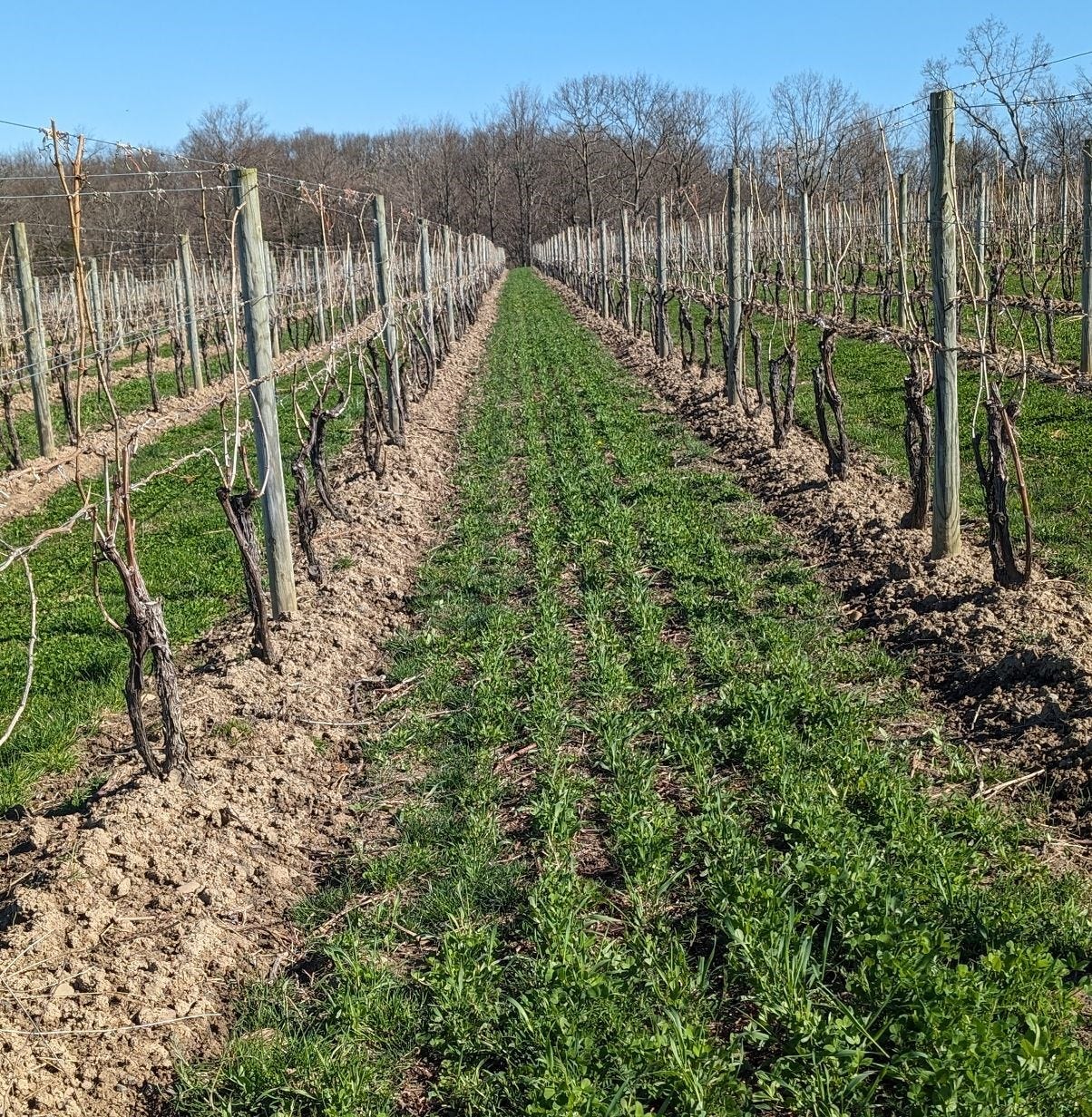 #80 Get to Know Your Seed "Cocktails" - by Bruce Murray