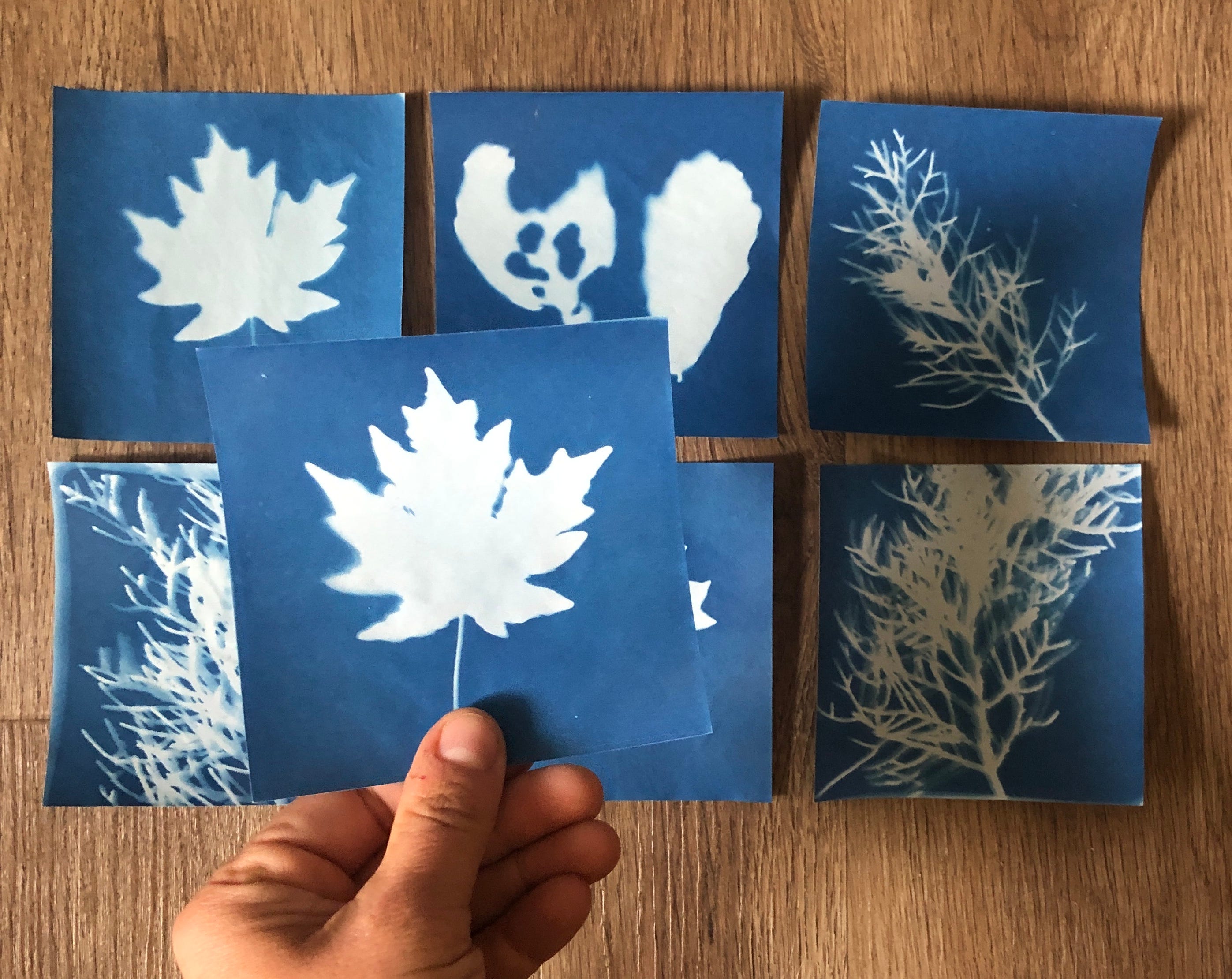 Cyanotype for nature journaling - by Kristin Link