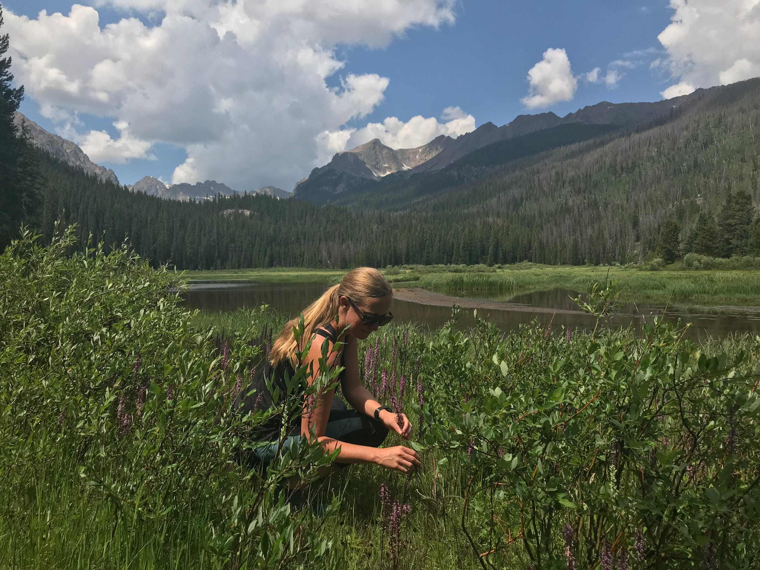 The Magic and Medicine of Elephant's Head Flower