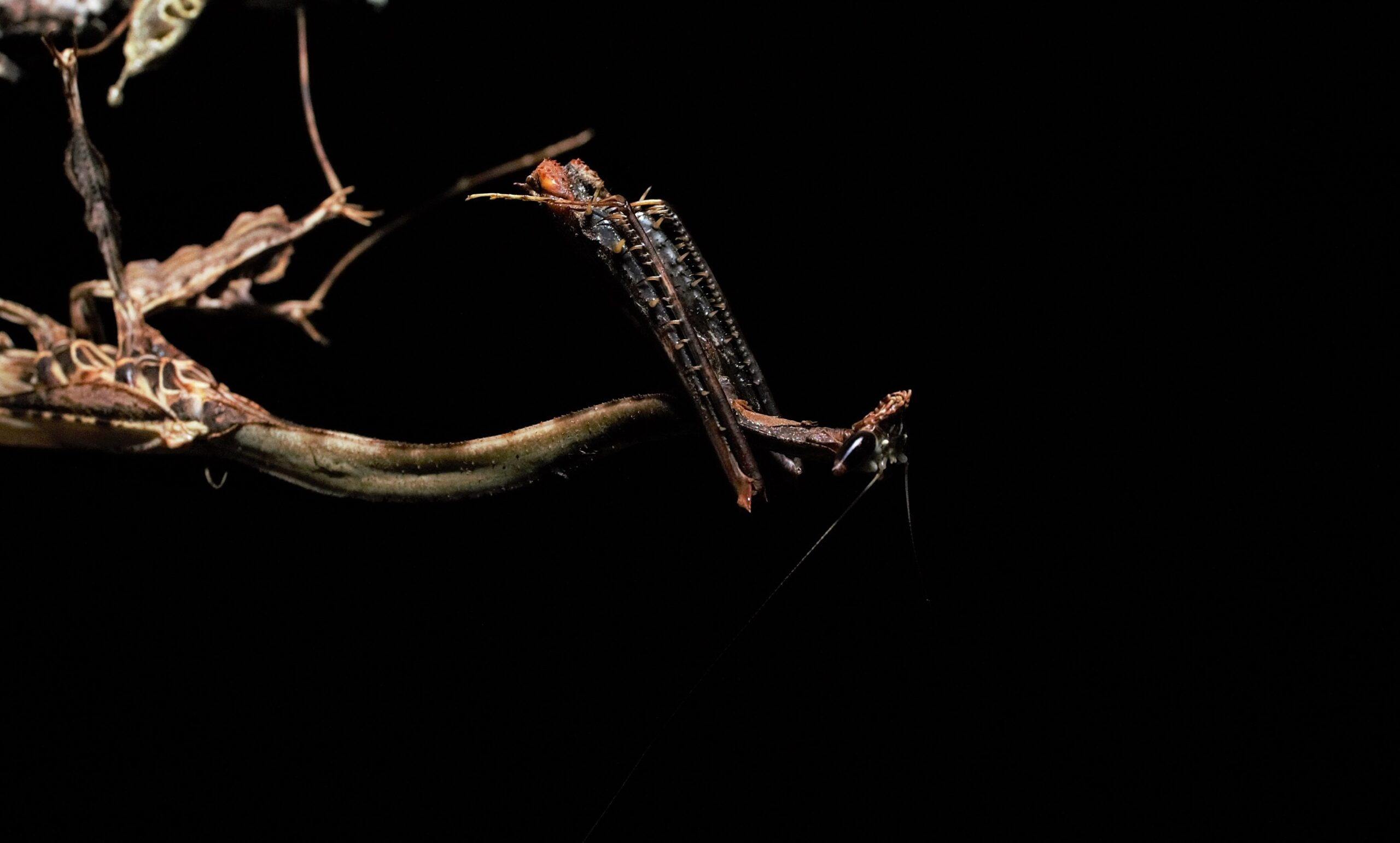 See a tiny Peruvian Dragon mantis swaying on a hand