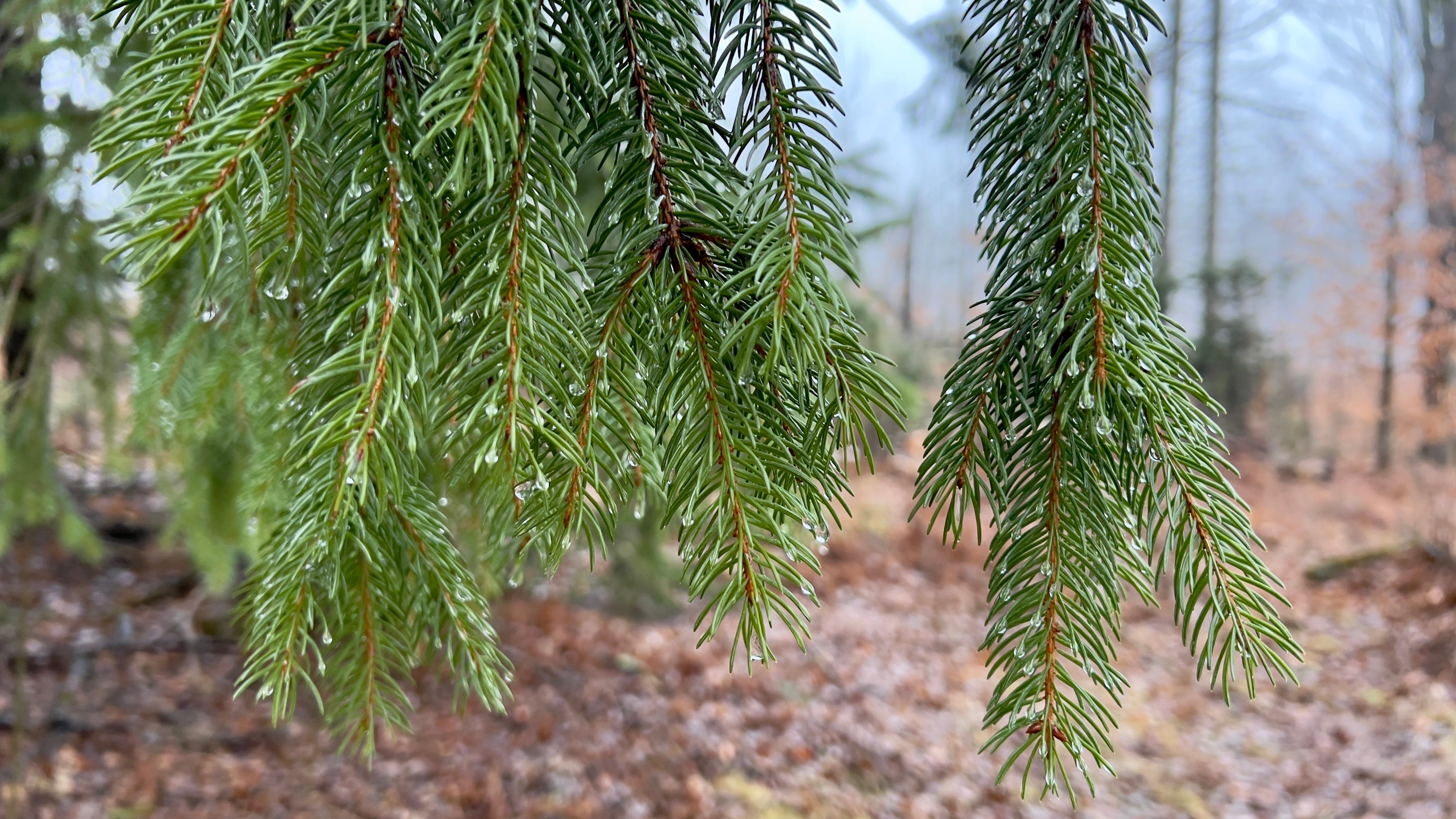 12/27/2023 - by Sara Sheehy - A Wild Year