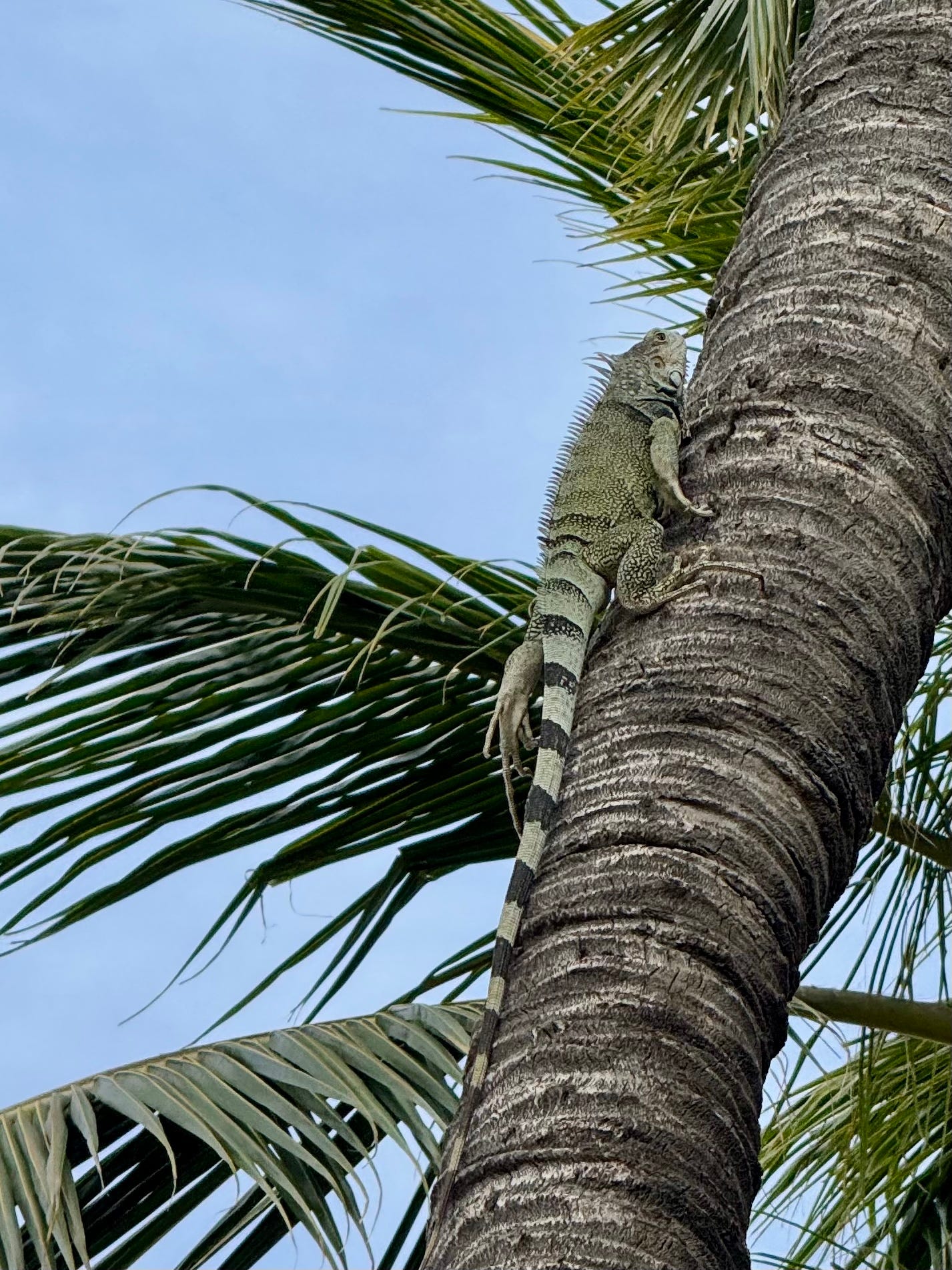Spring break in Aruba - by Michael Strickland