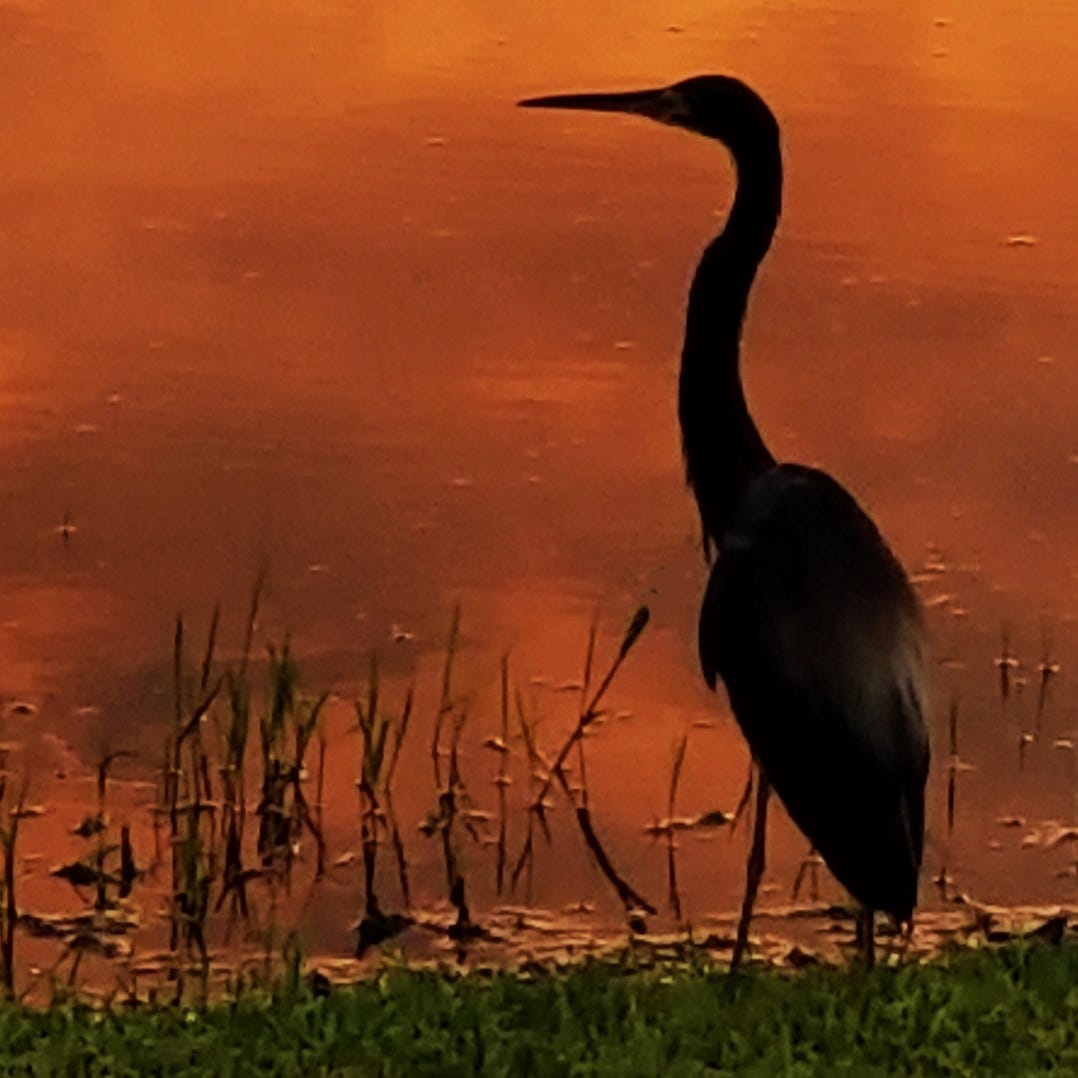 Sincerely, Dr. Dan subscriber chat