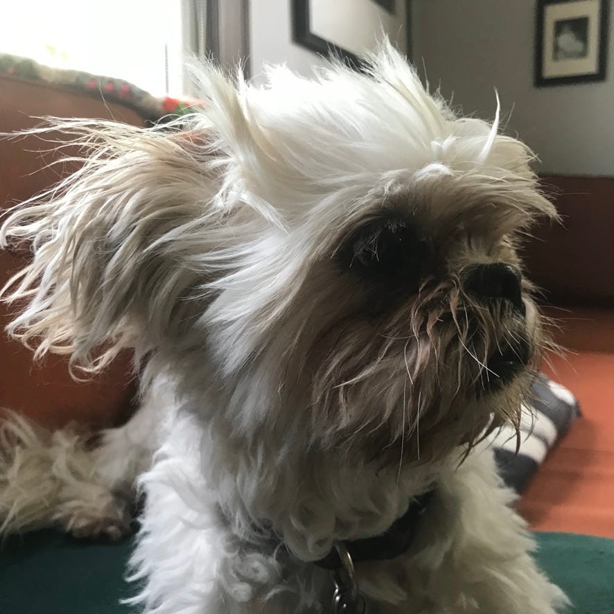 Citrus Fruit Salad - by Lori Baker - Lori’s Substack