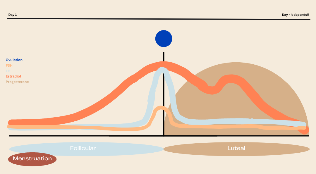 How well do you know your cycle? - by Emma Wylie