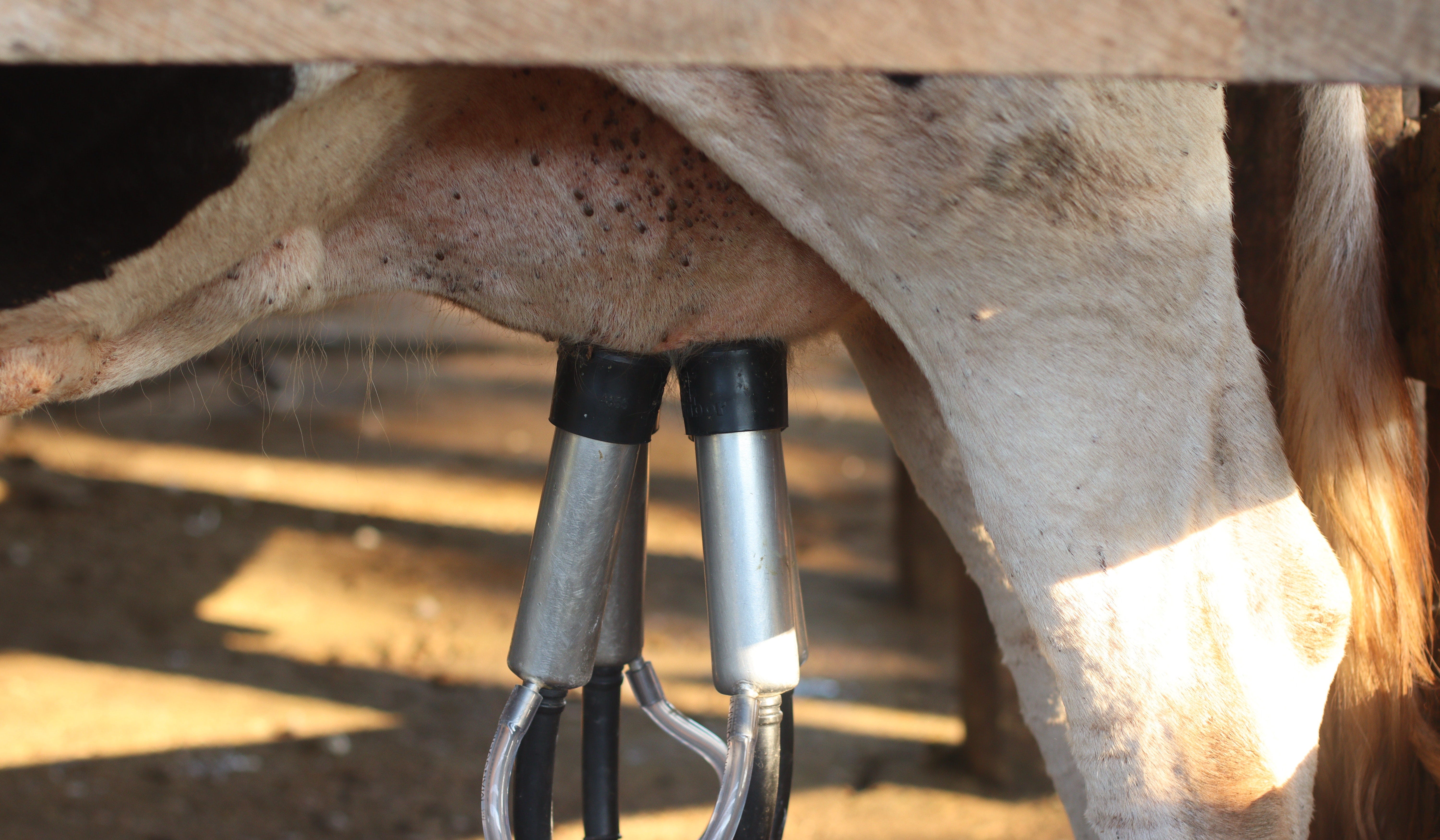 Vaches à lait - La Sélection