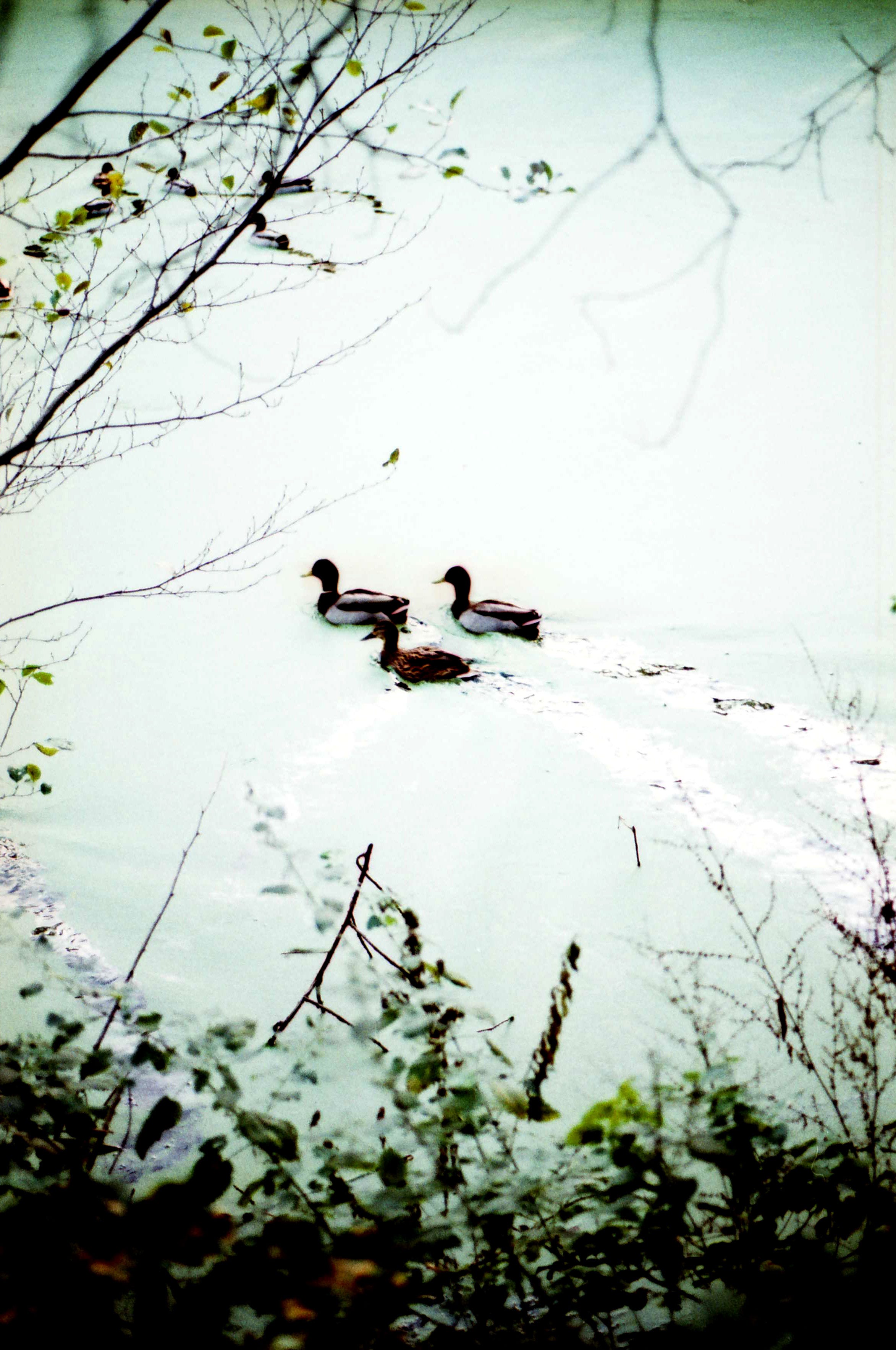 The Bubble - by Richard Partridge