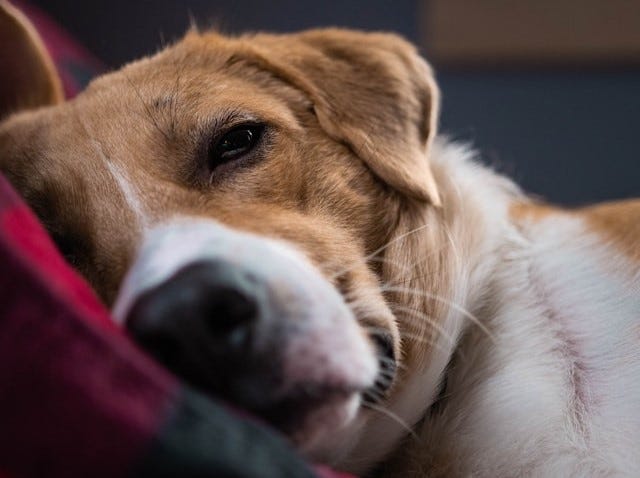 Welcome to Steve's Substack - Steve’s Substack