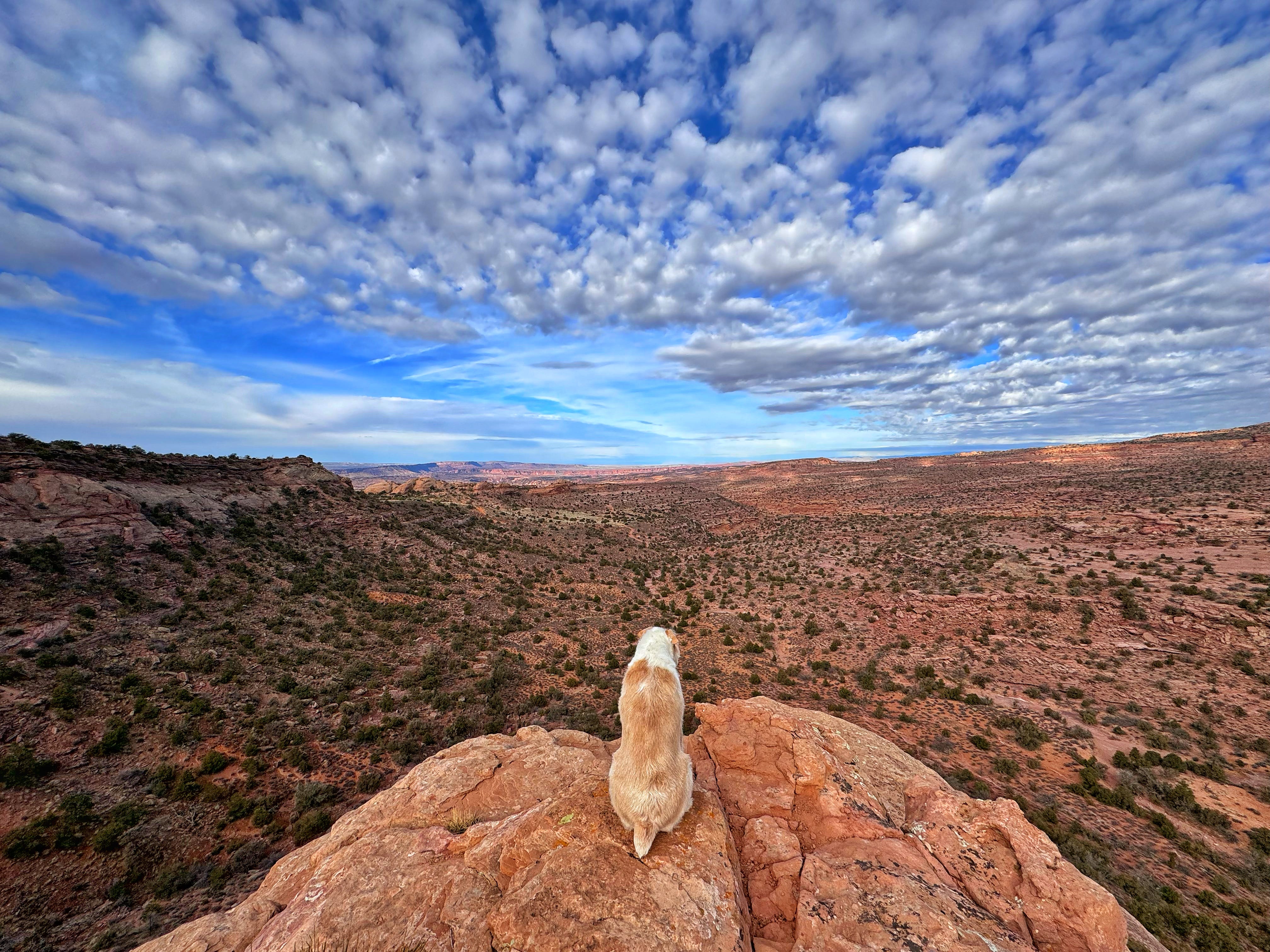 My Dear Sam - Tom Ryan, Author