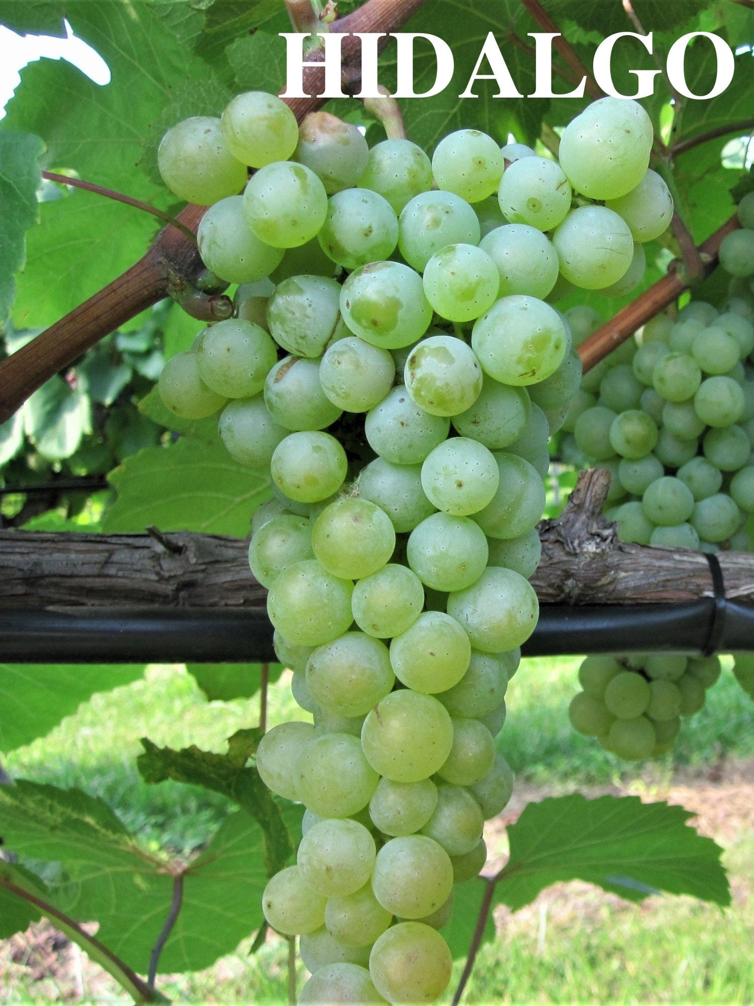 Indigenous American Grapes: Proof of Concept - by Tom Wark