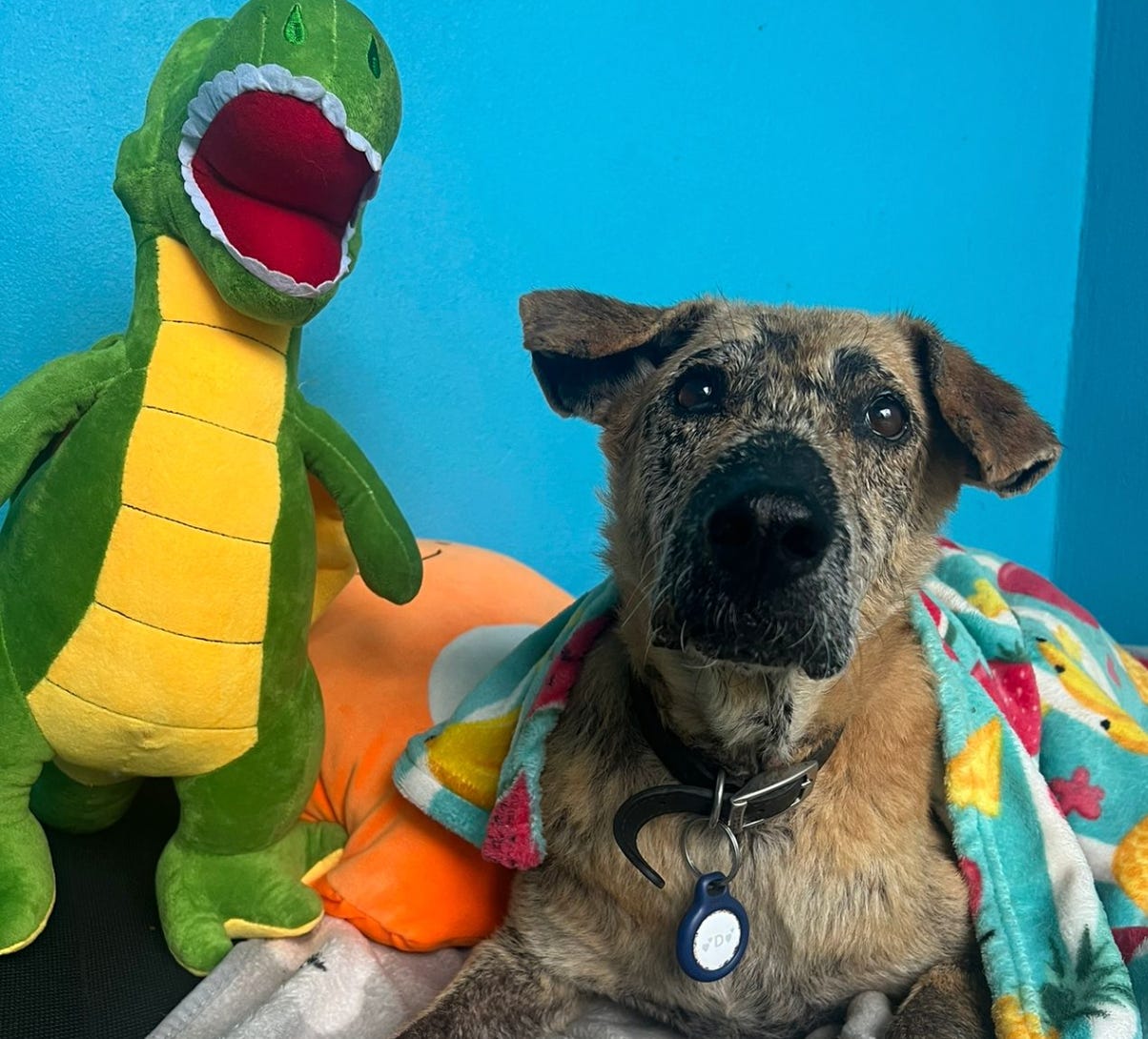 7 Lovely Pieces Of Dog News To Start Your Week With A Smile