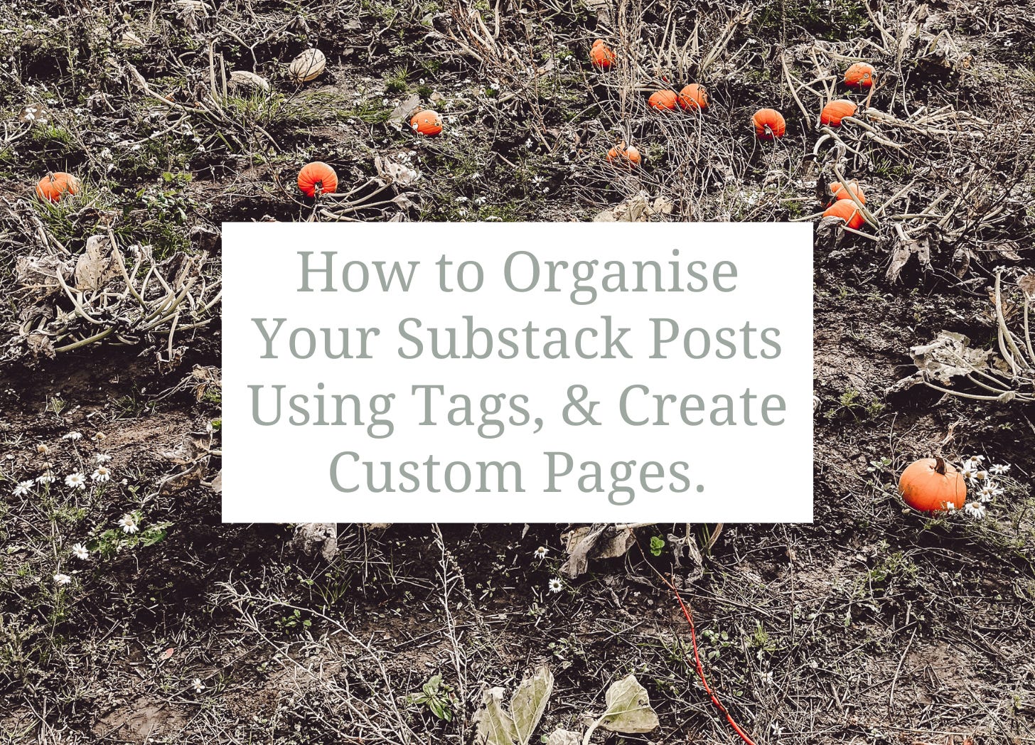 How to Organise Your Substack Posts Using Tags.
