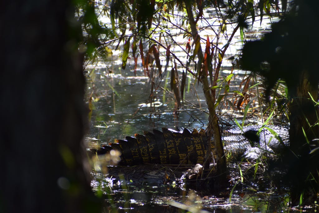 Sepik River crocodile adventure - by Hugh Lunn
