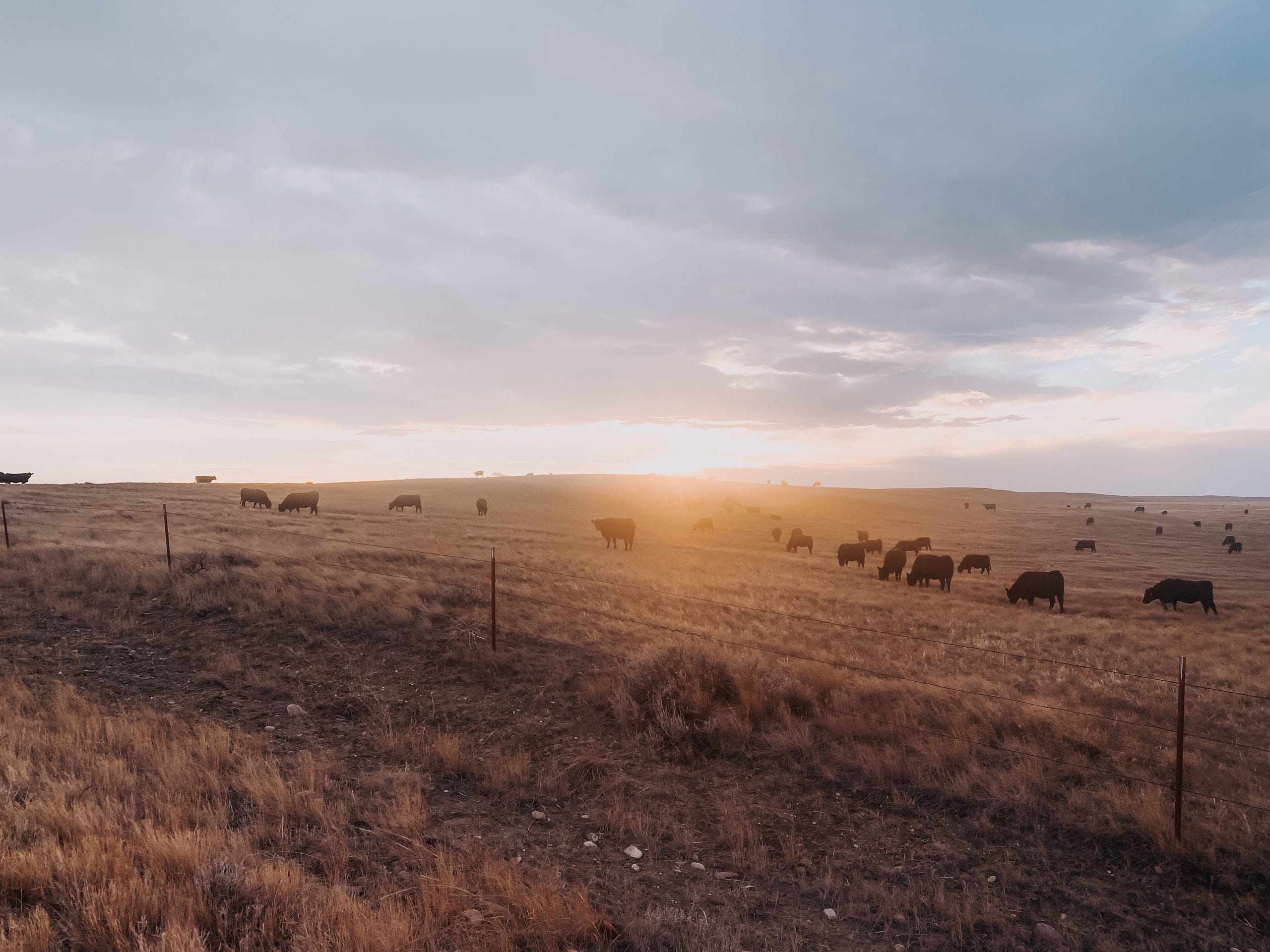 When the Cows Come Home - by Stacy Bronec - Farm to Table
