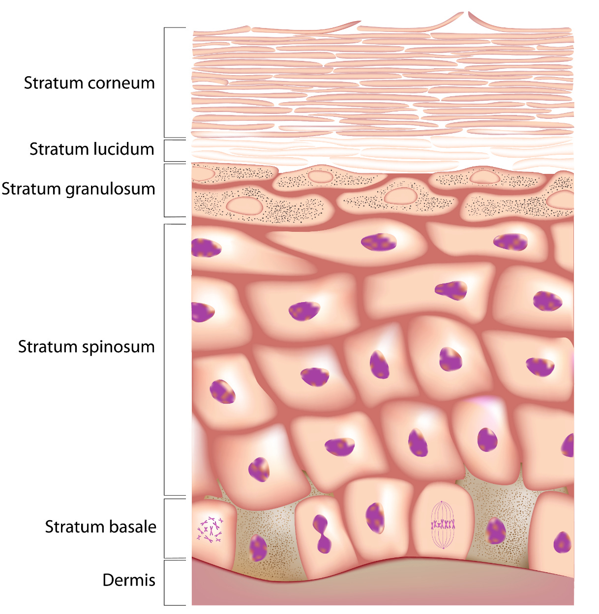Why I Shaved Derma-plane From My Service Offerings