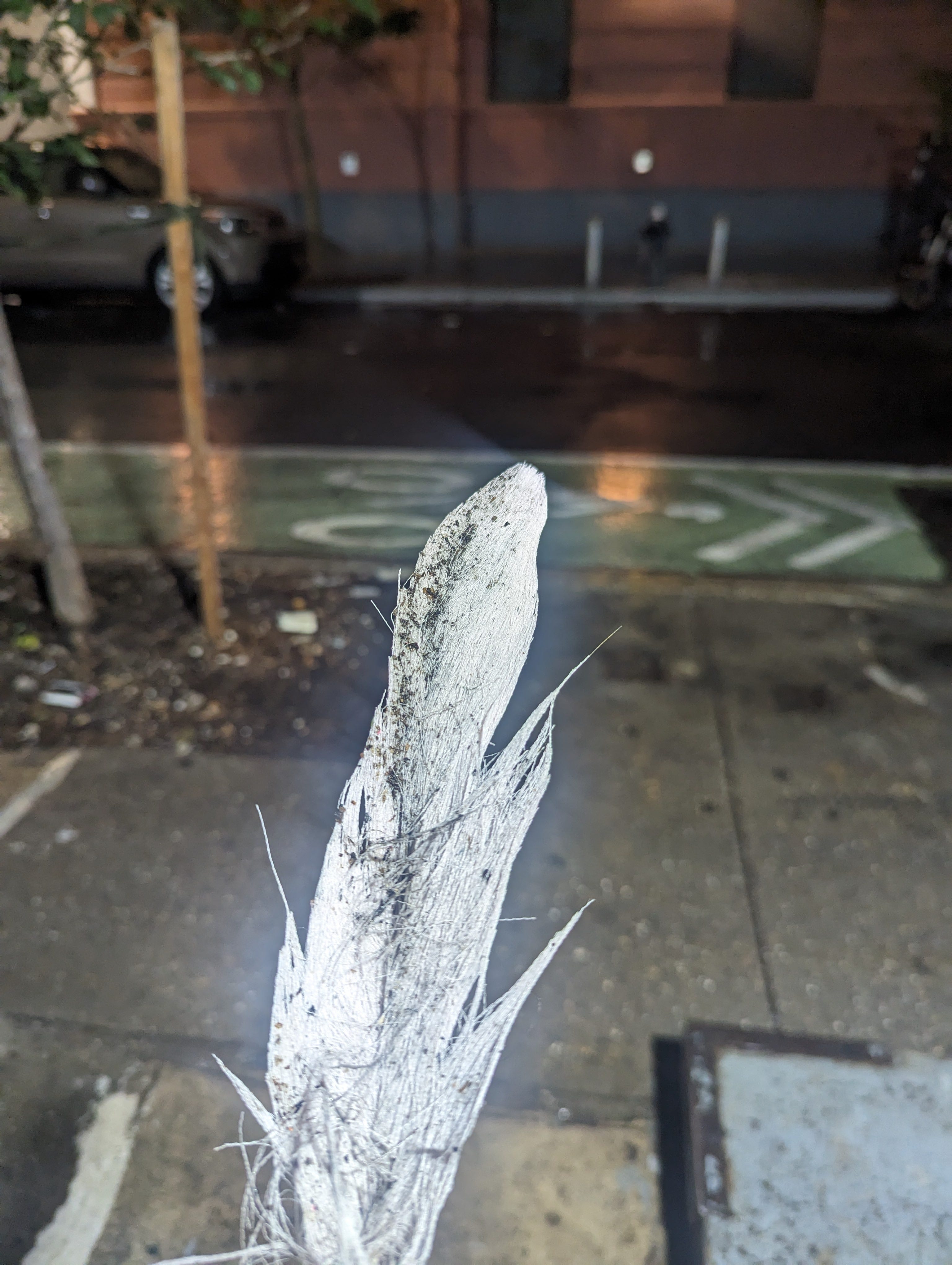 tend • ritual of the gods - Nathalie Flo’s Substack