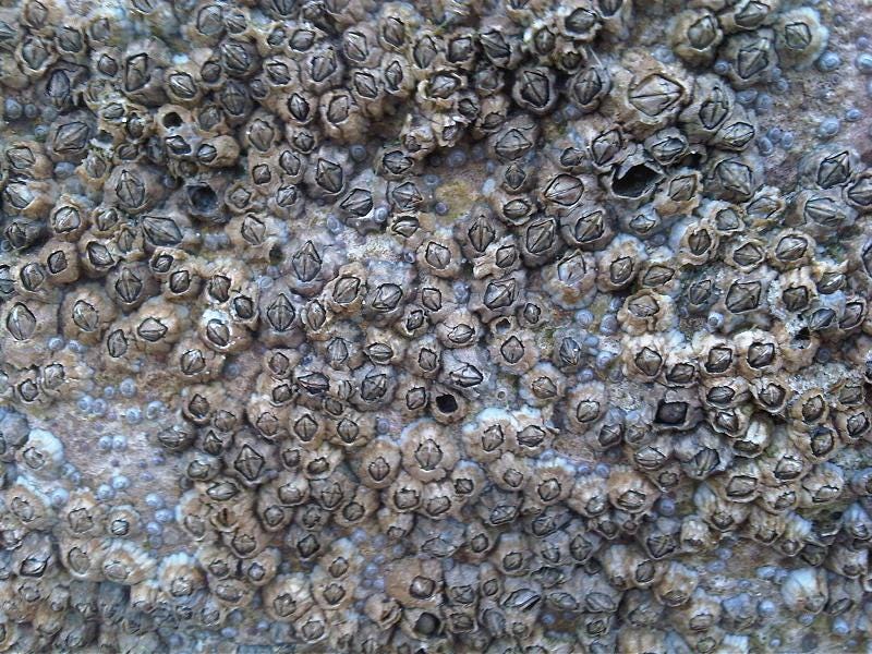 Life on the Ledge: Unveiling Barnacles