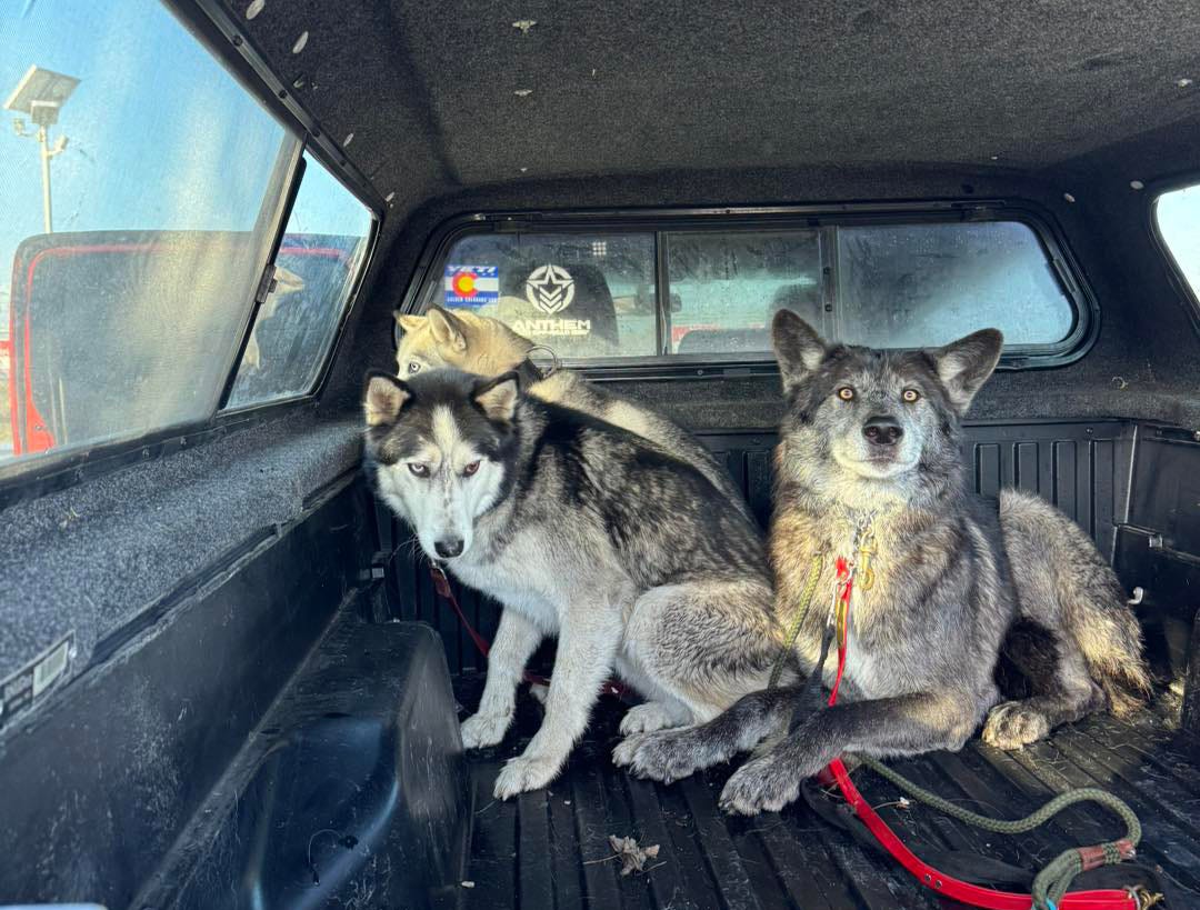 Wolfdog found - he's now safe at home