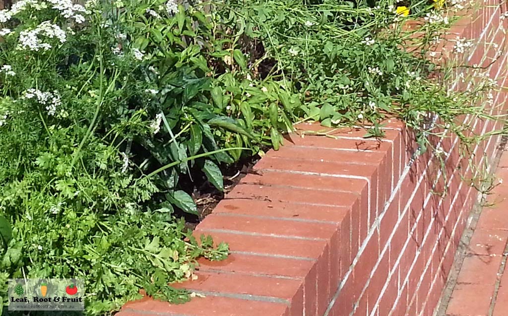 Growing Vegetables in Raised Beds - by Duncan Cocking
