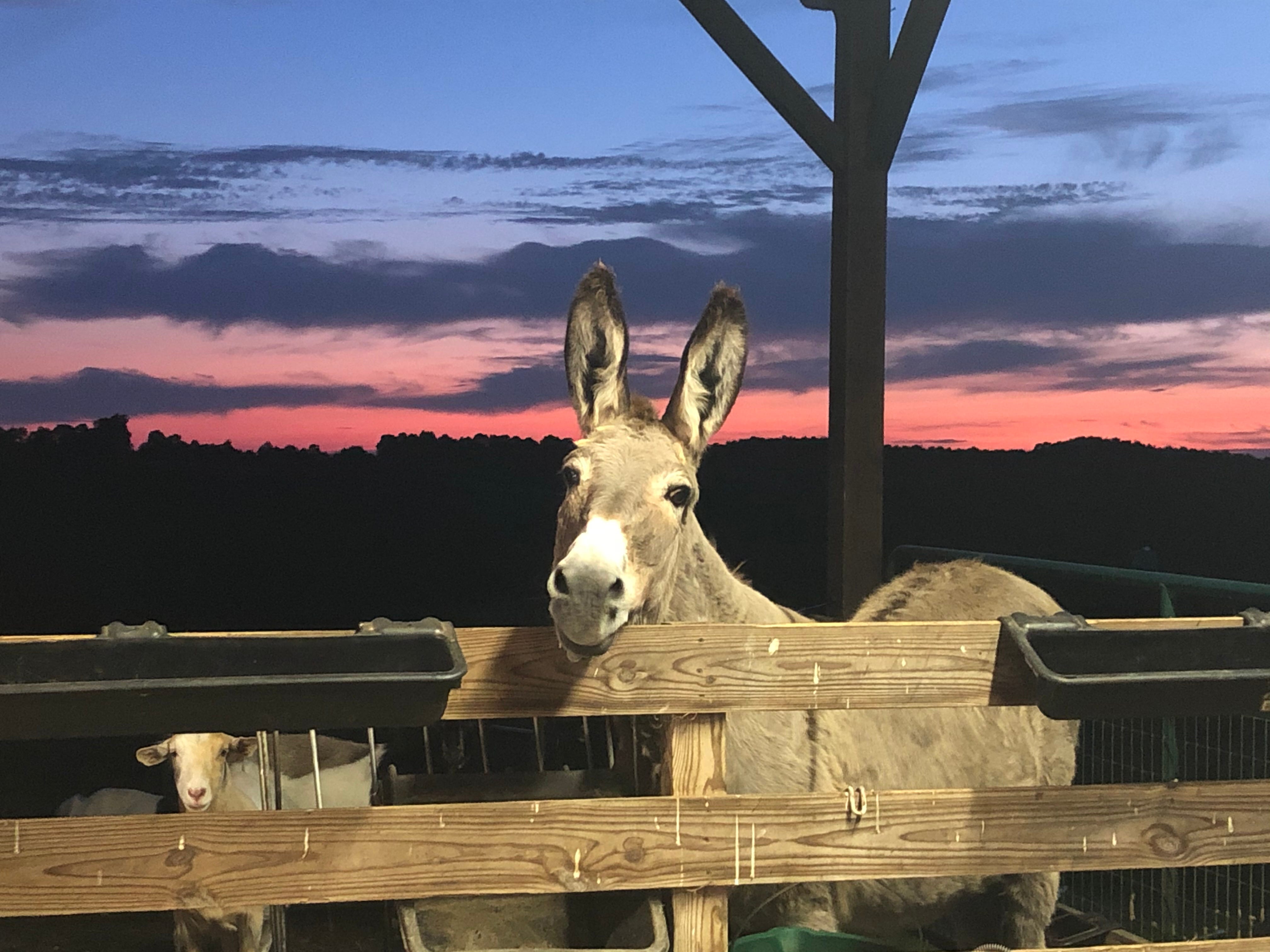 Janie’s Story - by Joel Goodnough - Joel’s Substack