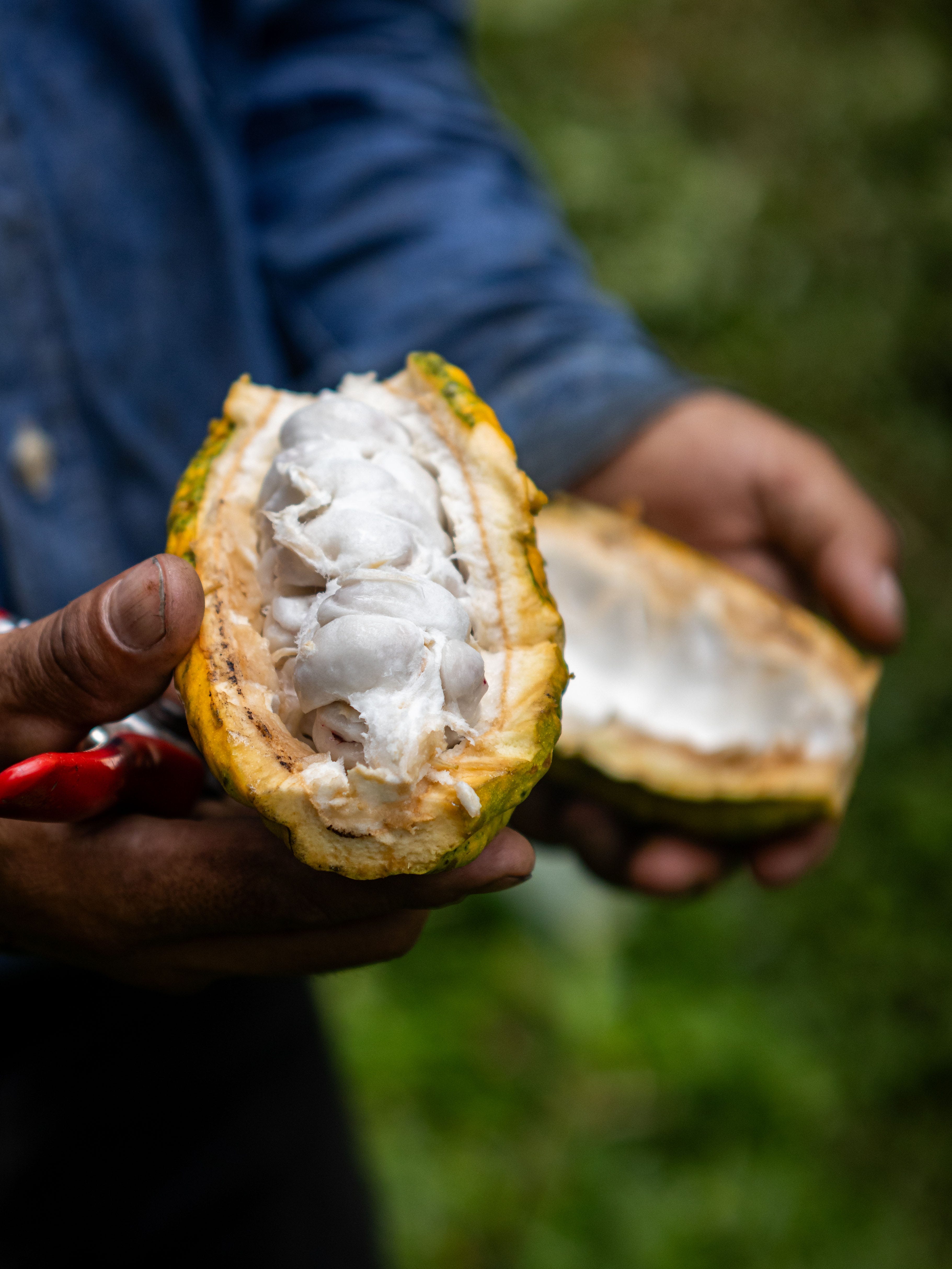 Rewriting the History of Cacao - by Abril Macías Avila