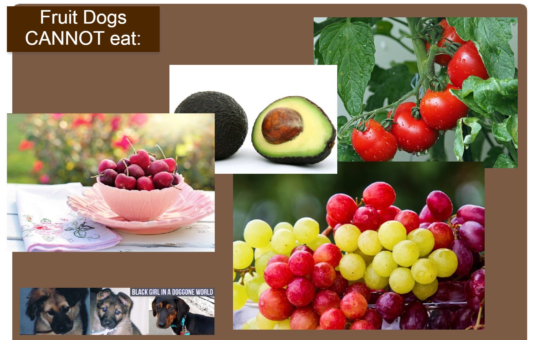 Can dogs eat all fruits? - by Shamontiel L. Vaughn