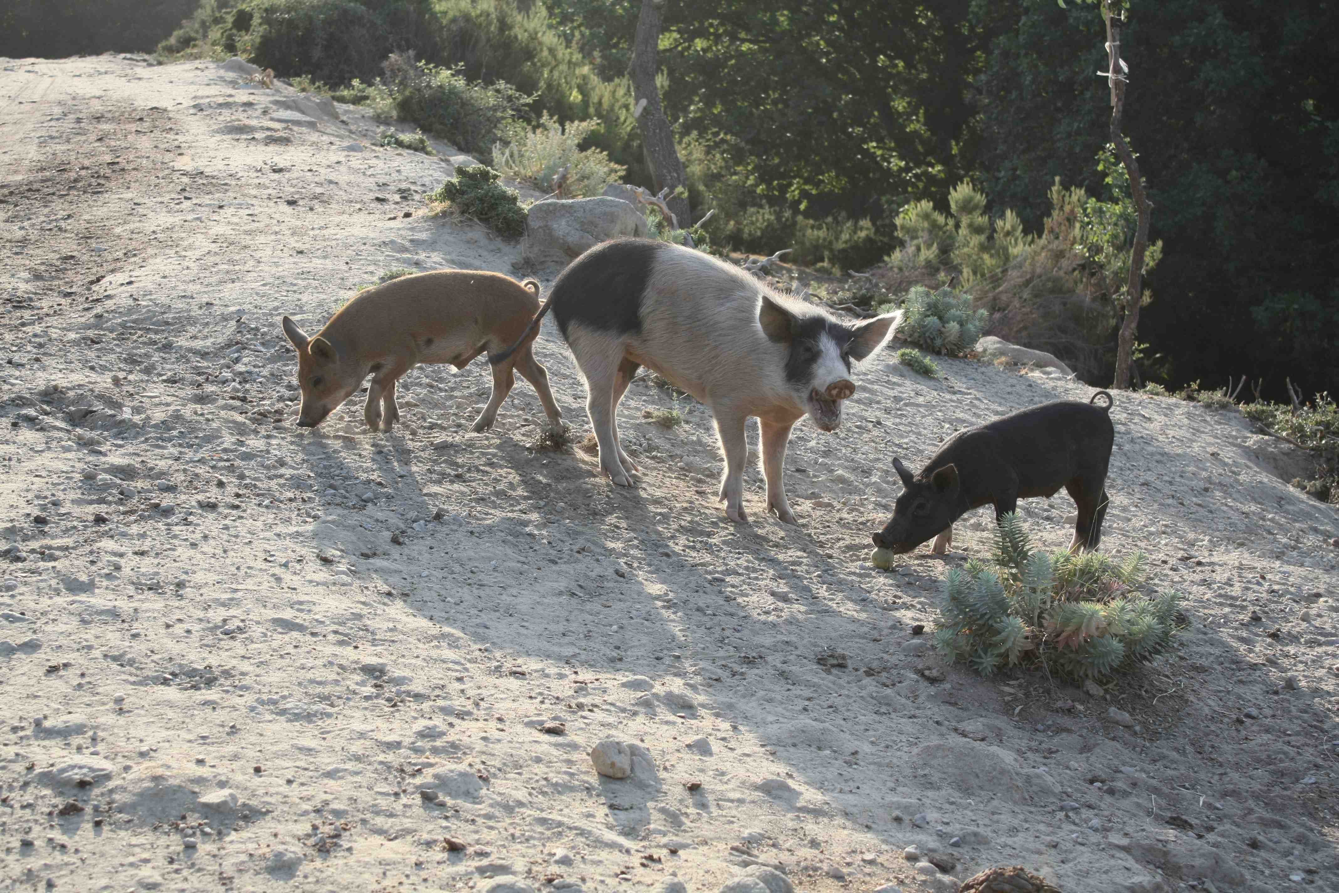 announcing the SANTA CHIONIA book tour! - by Juliet Grames