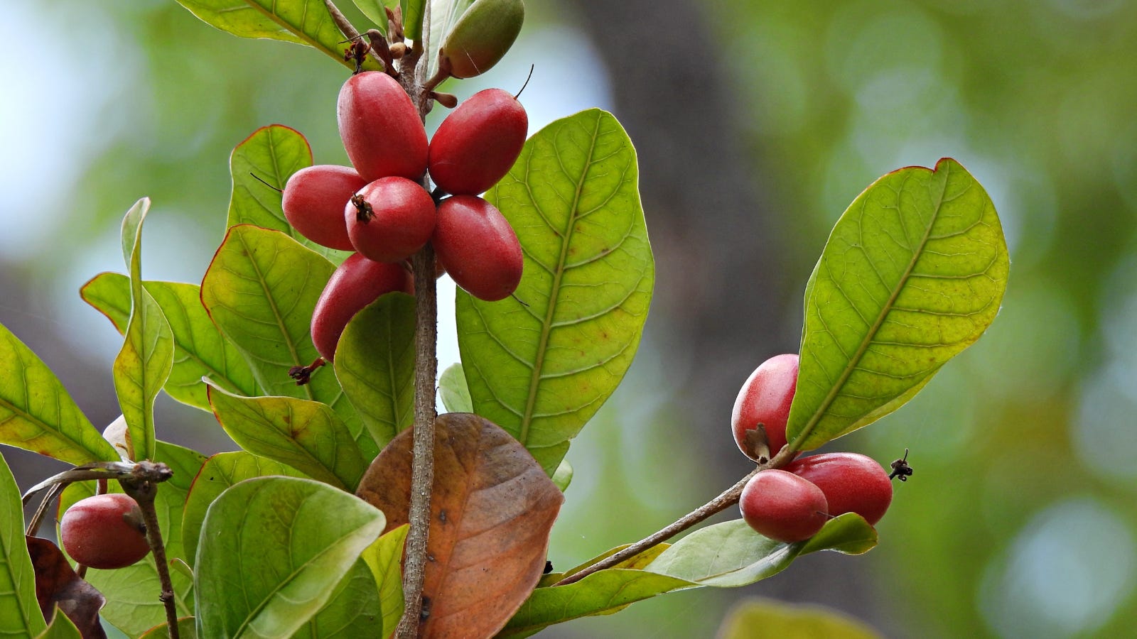 Flavor trip with me - by Cassandra Quave