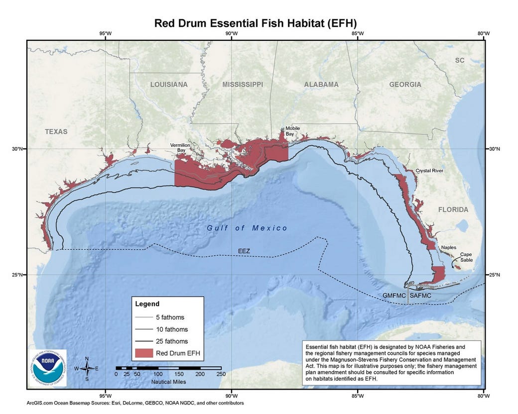 Field Guide: Redfish - by Boyce Upholt - southlands