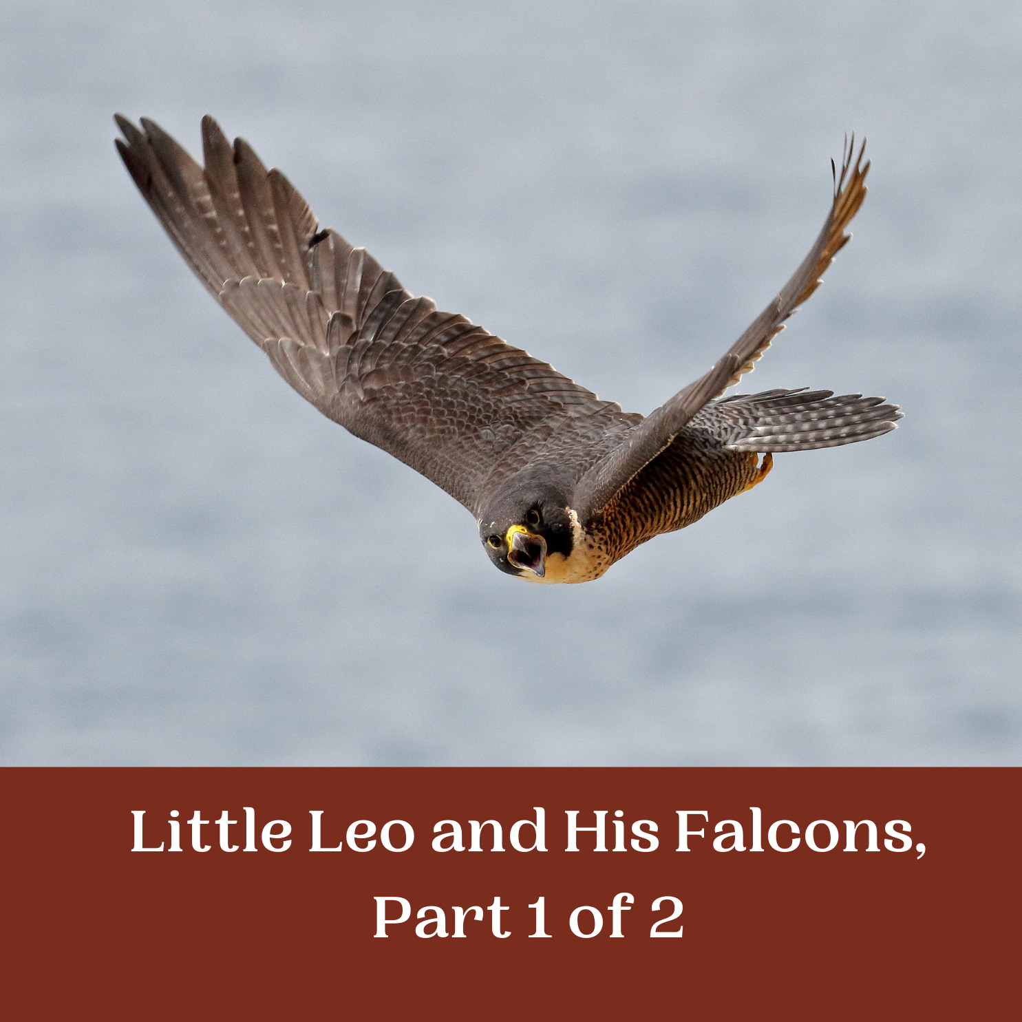 Little Leo and His Falcons, Part 1 of 2 — #4