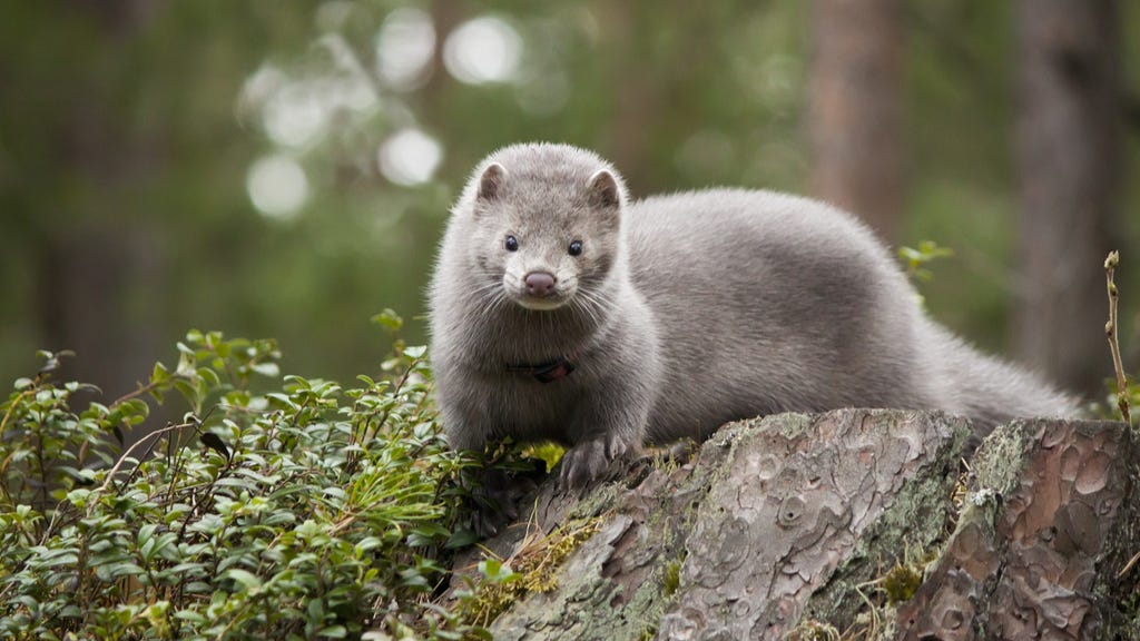 Taking a Break from Dairy - Mink H5N1 Virus Transmission in Ferrets Study